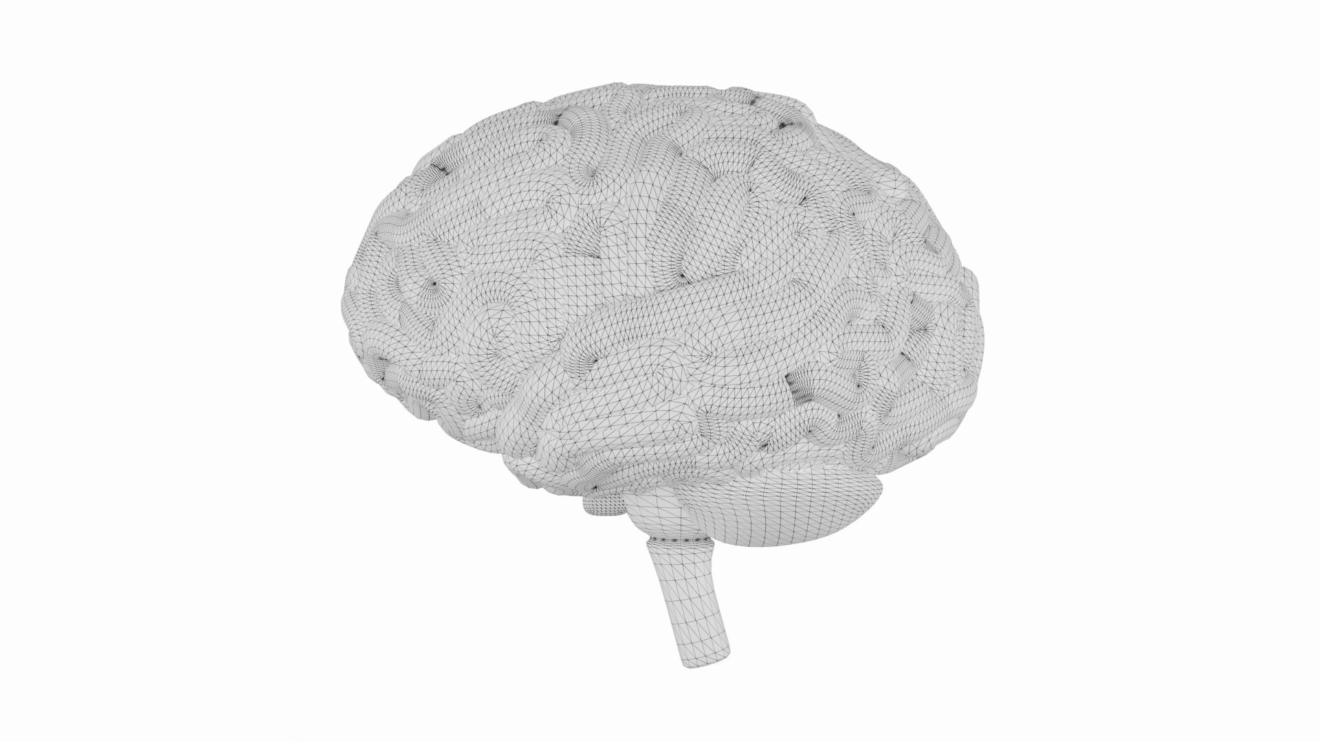 3D Human Brain 3D Model - Realistic Human Brain Anatomy Model ...