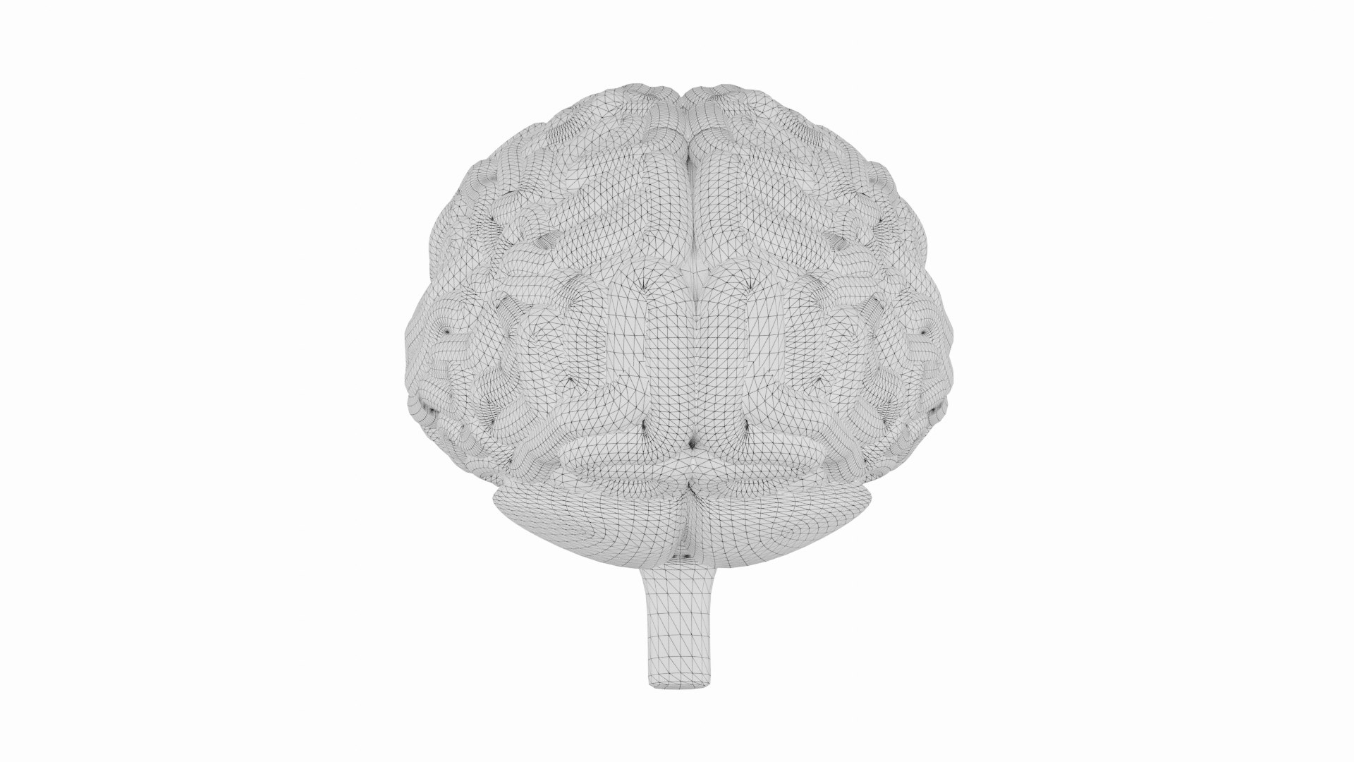 3D Human Brain 3D Model - Realistic Human Brain Anatomy Model ...