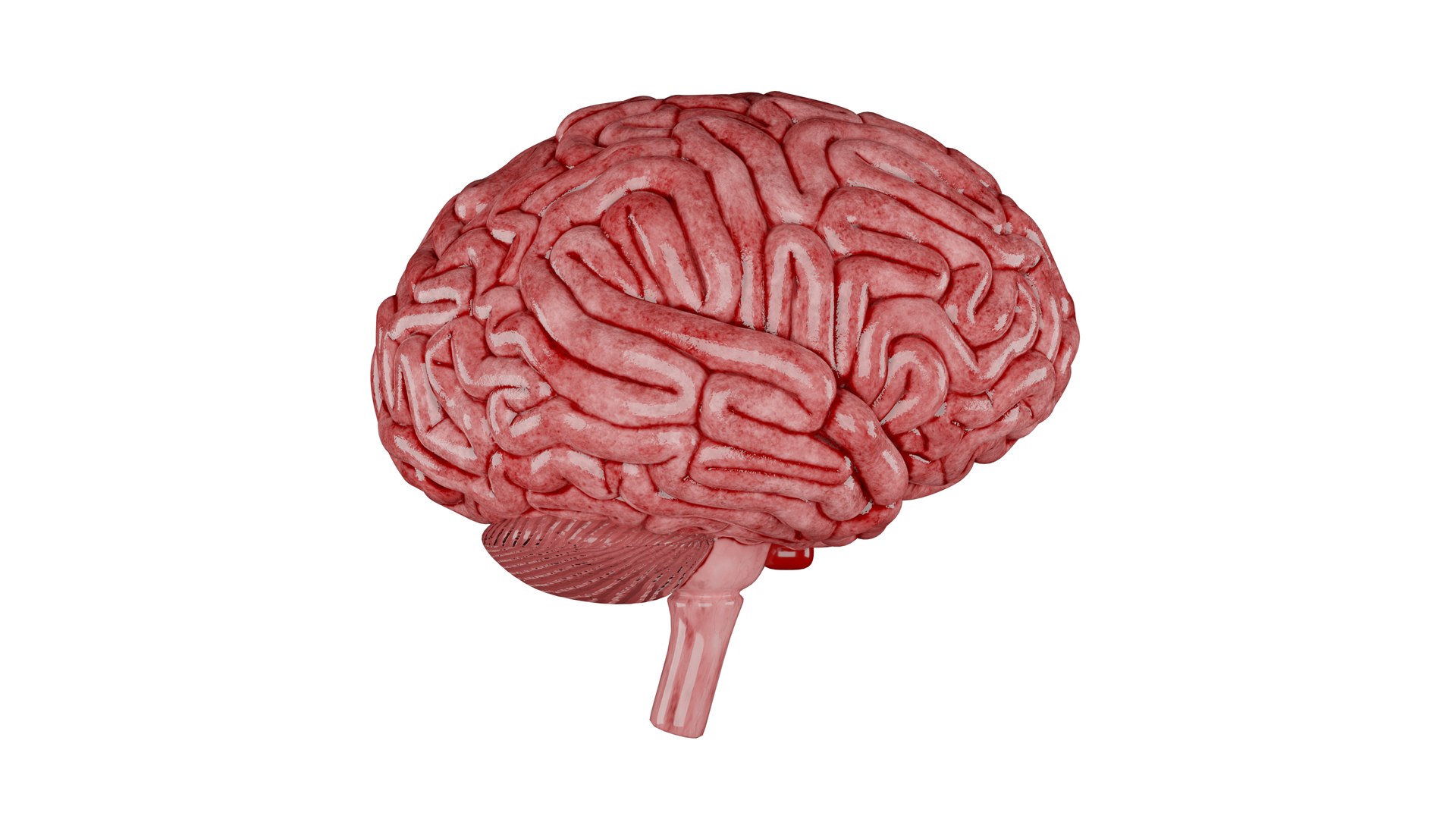 3D Human Brain 3D Model - Realistic Human Brain Anatomy Model ...
