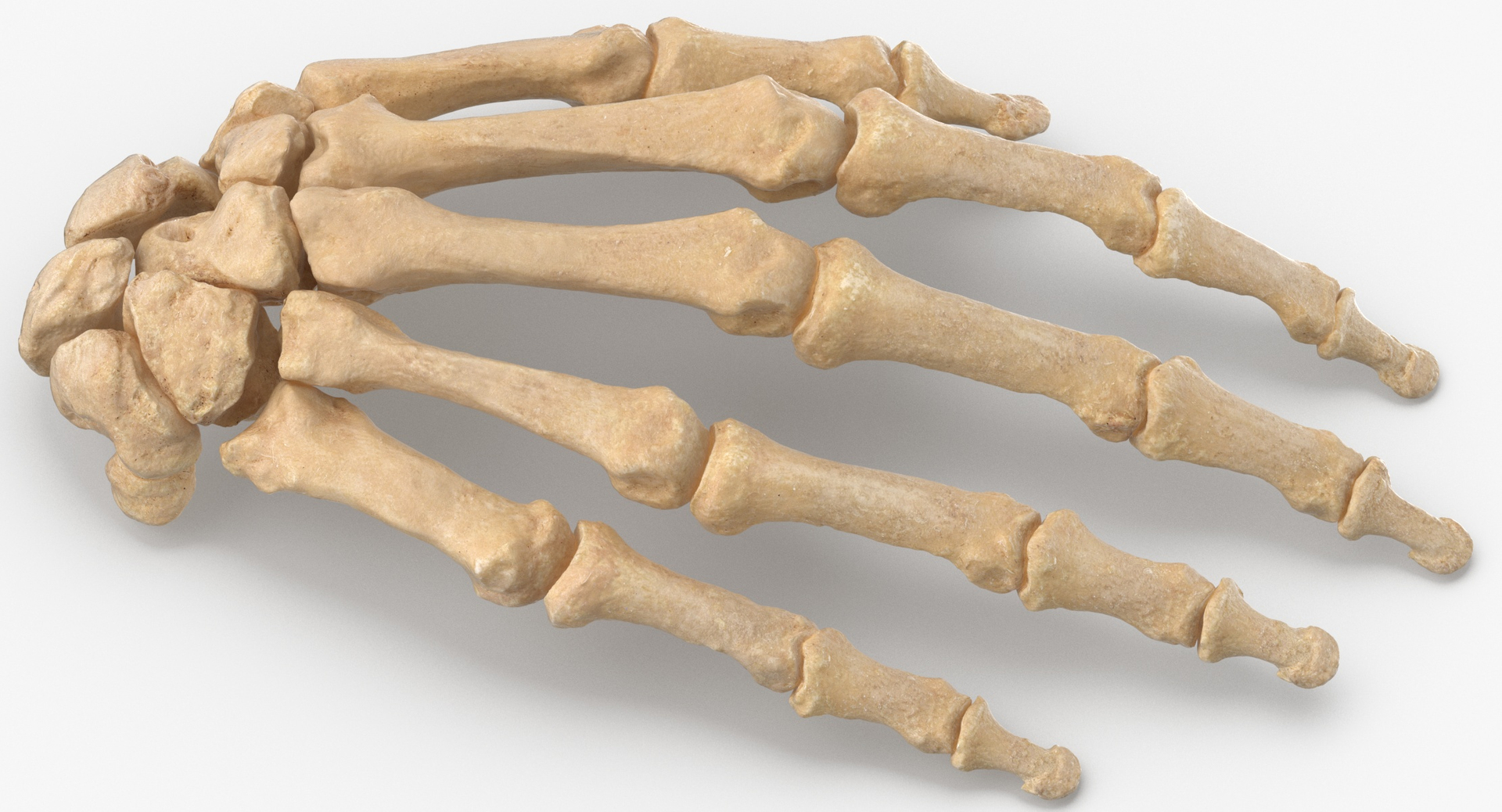 3D human hand bones anatomy - TurboSquid 1581641