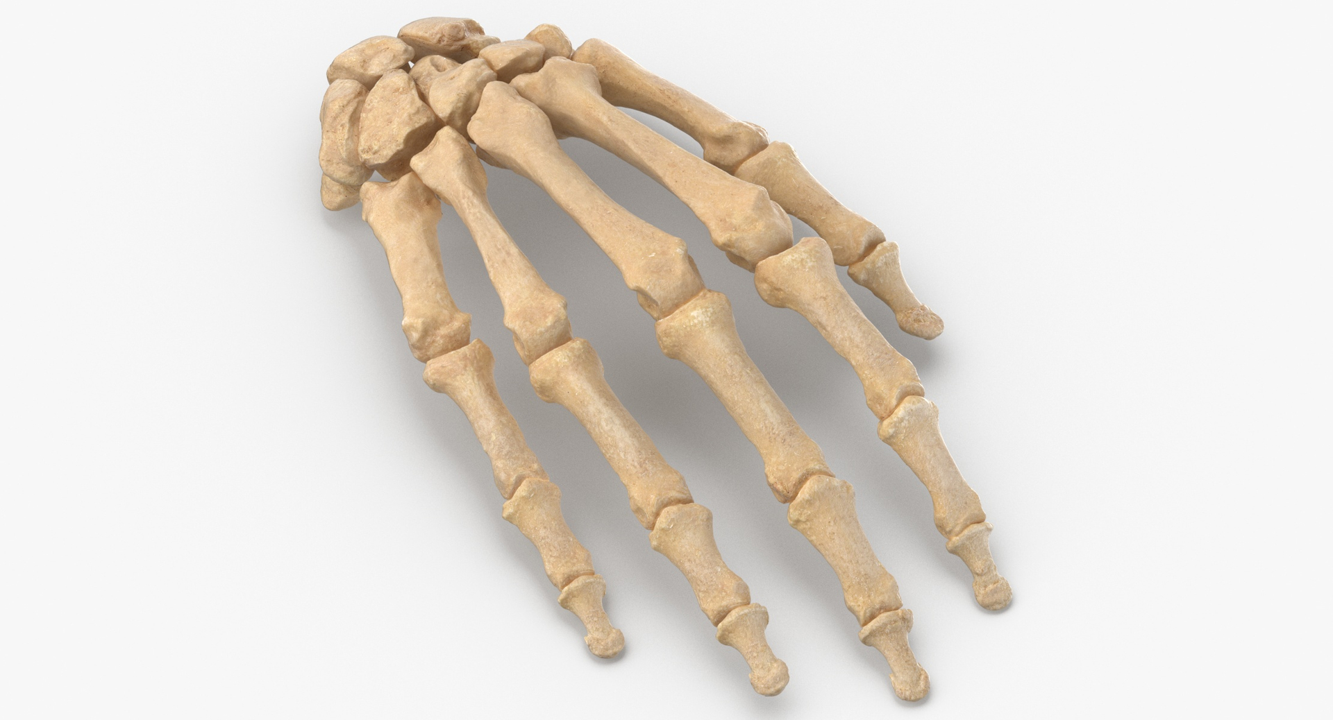 3D human hand bones anatomy - TurboSquid 1581641
