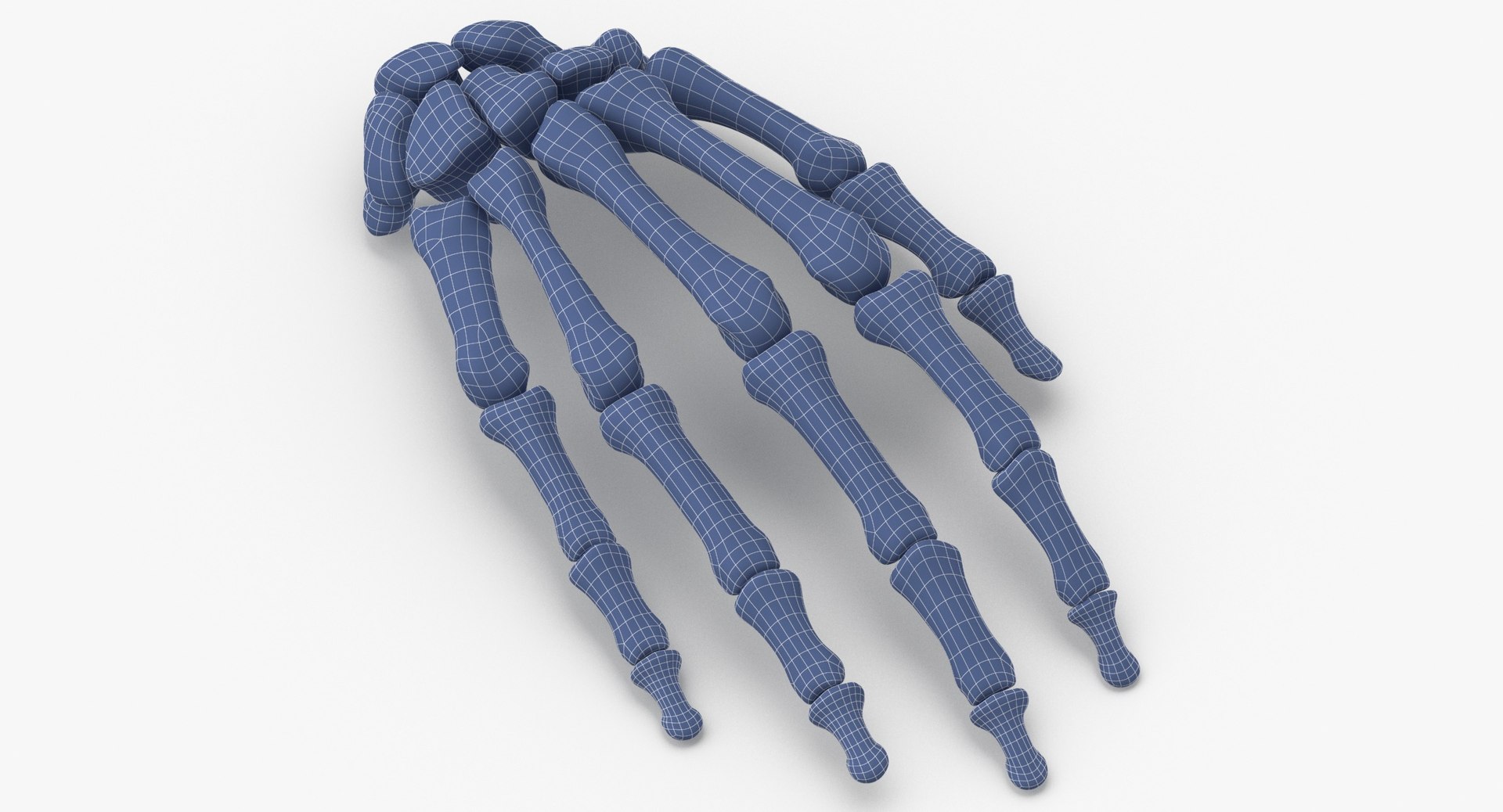 3D human hand bones anatomy - TurboSquid 1581641