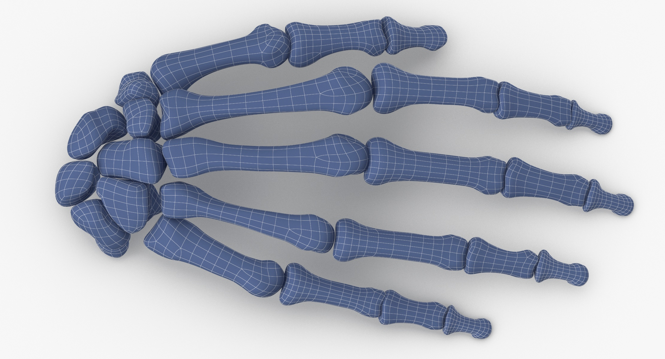 3D human hand bones anatomy - TurboSquid 1581641