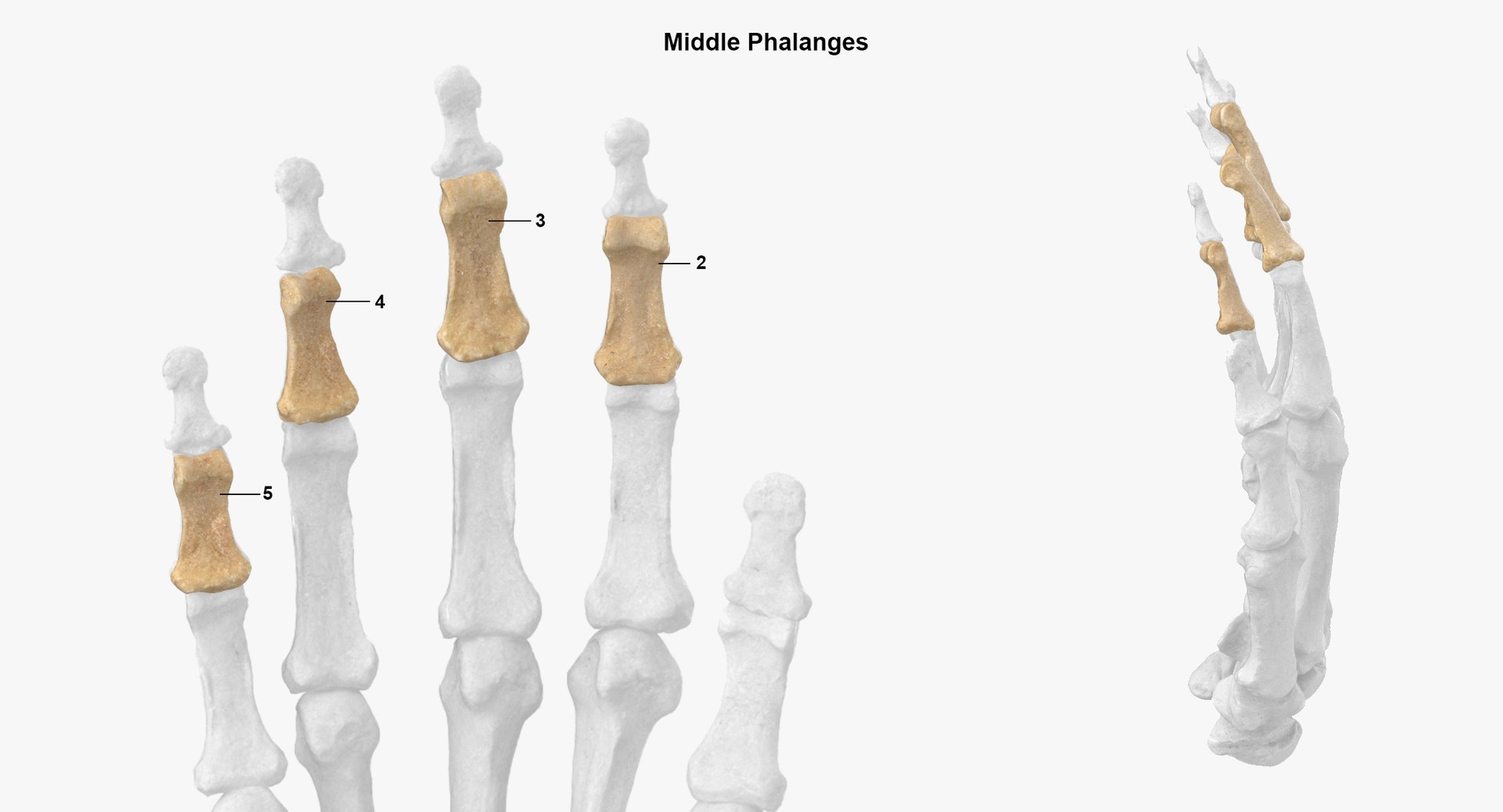 3D human hand bones anatomy - TurboSquid 1581641