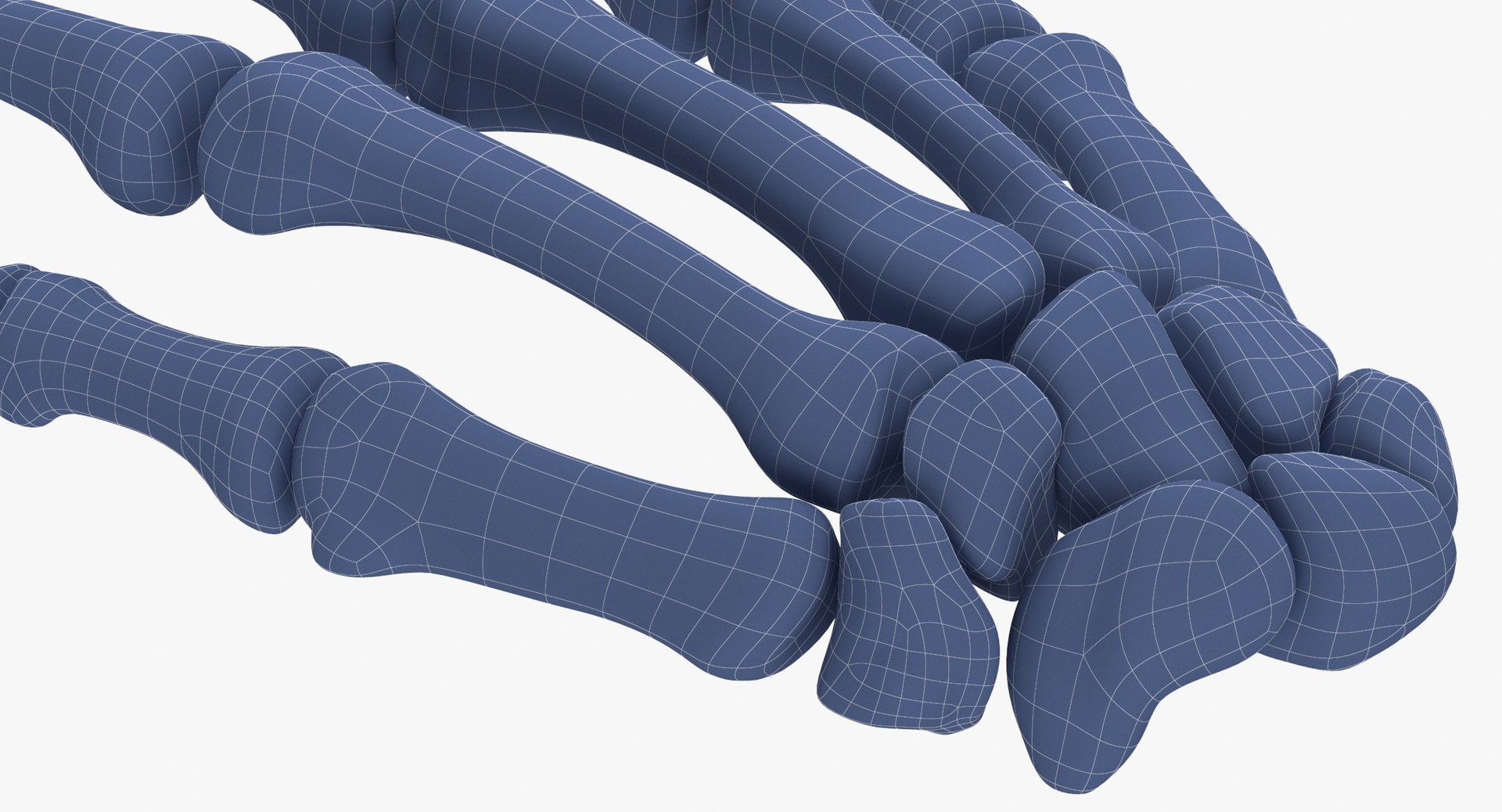 3D human hand bones anatomy - TurboSquid 1581641