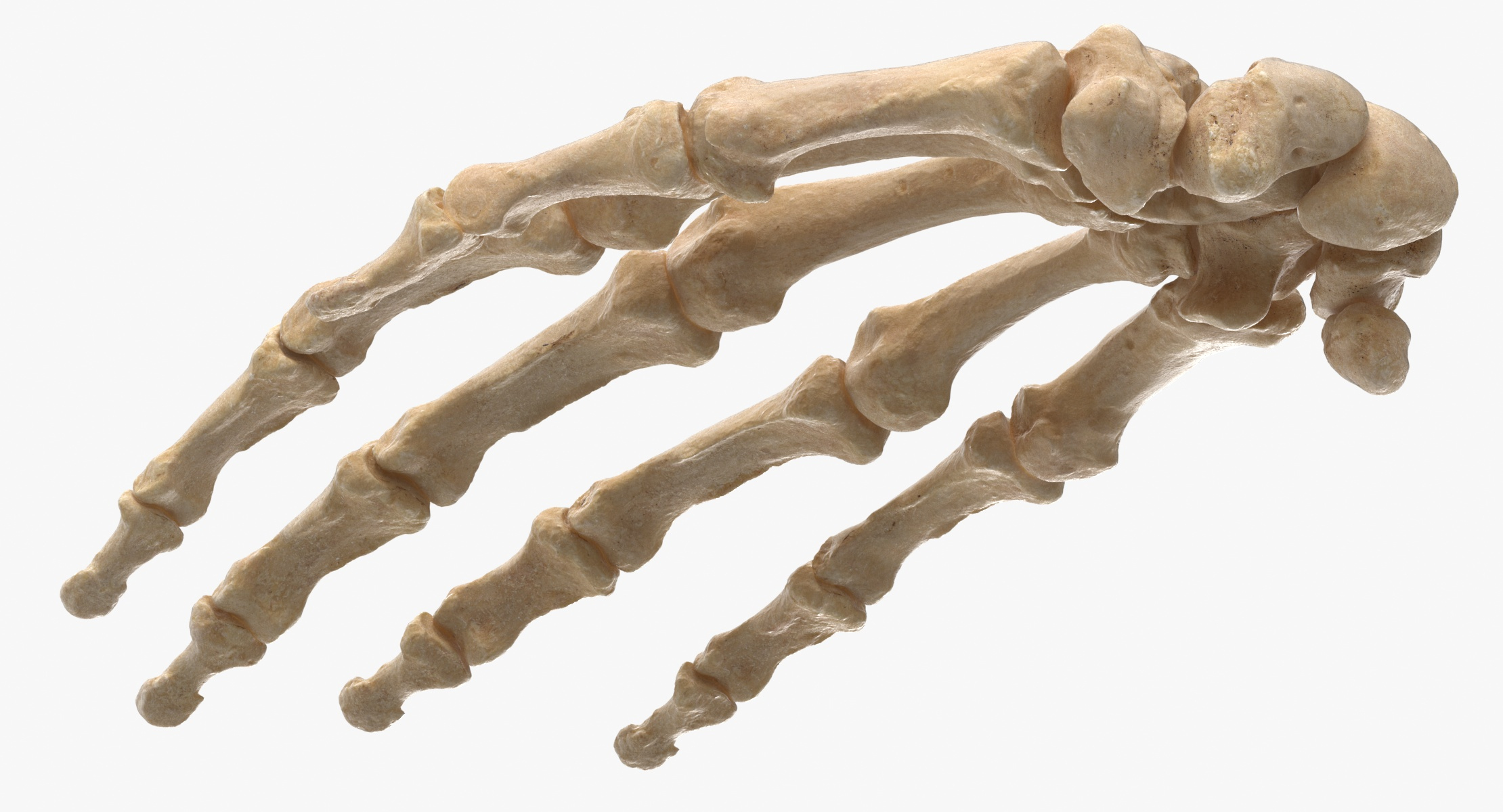 modelo 3d Anatomía de los huesos de la mano humana real 01 - TurboSquid ...