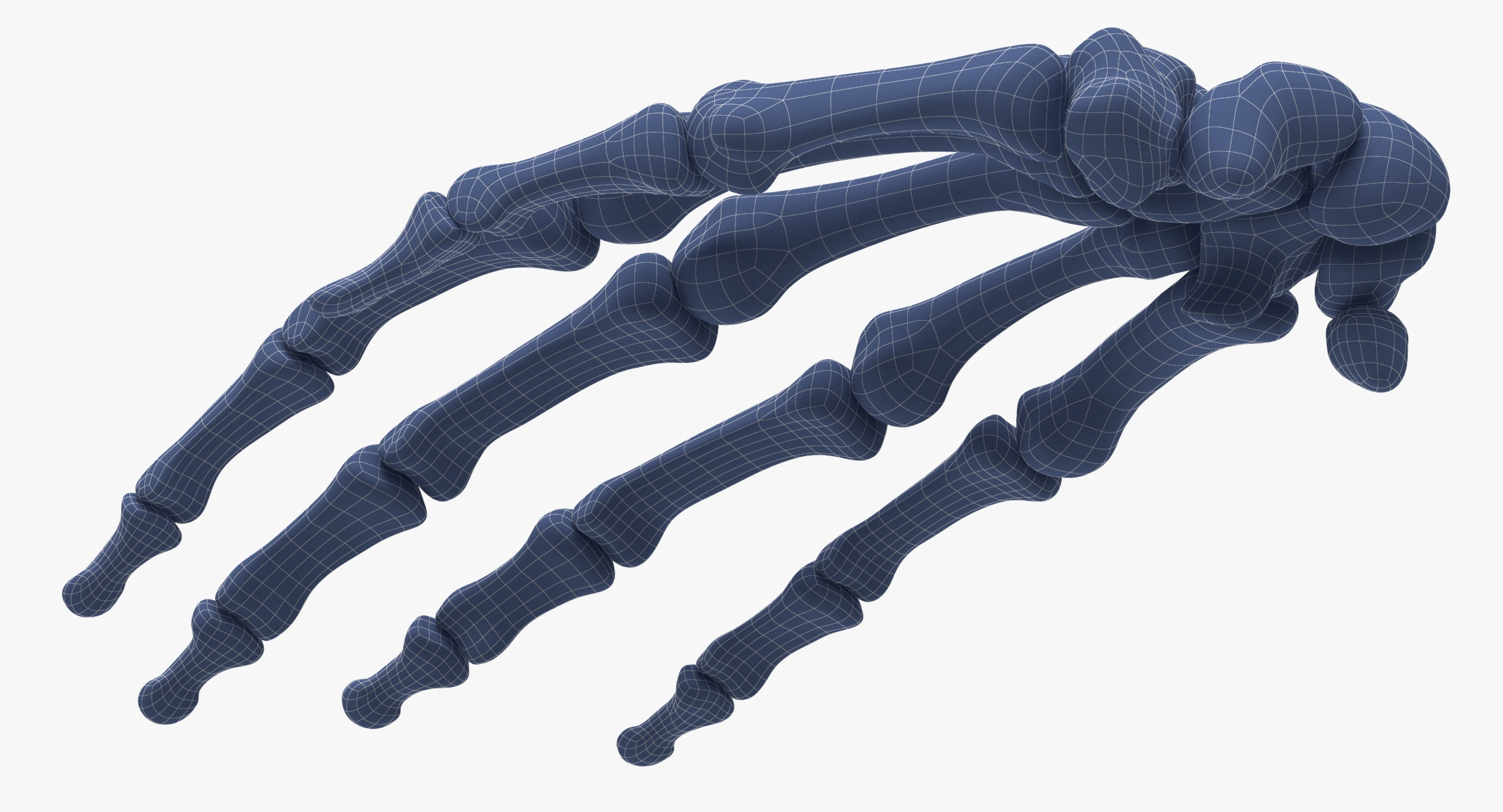 3D human hand bones anatomy - TurboSquid 1581641