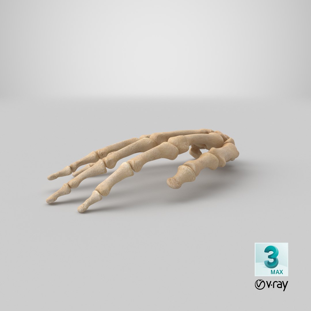 3D human hand bones anatomy - TurboSquid 1581641