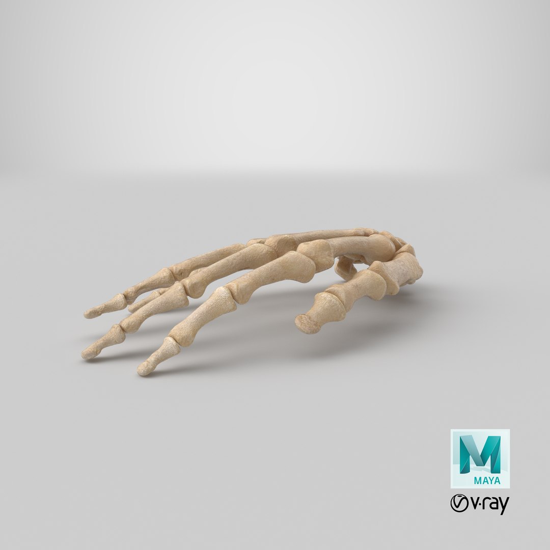 3D human hand bones anatomy - TurboSquid 1581641
