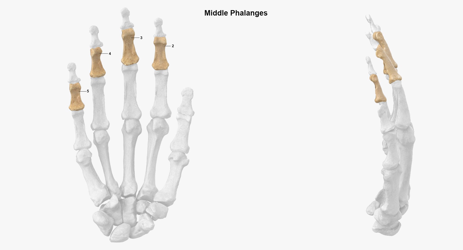 3D human hand bones anatomy - TurboSquid 1581641