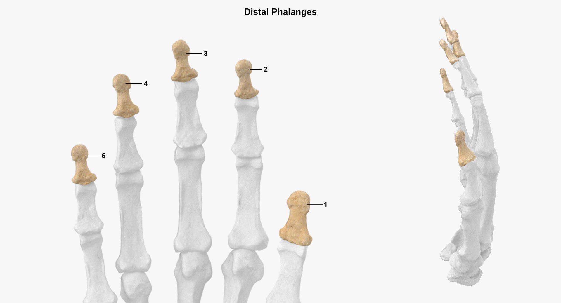 3D human hand bones anatomy - TurboSquid 1581641