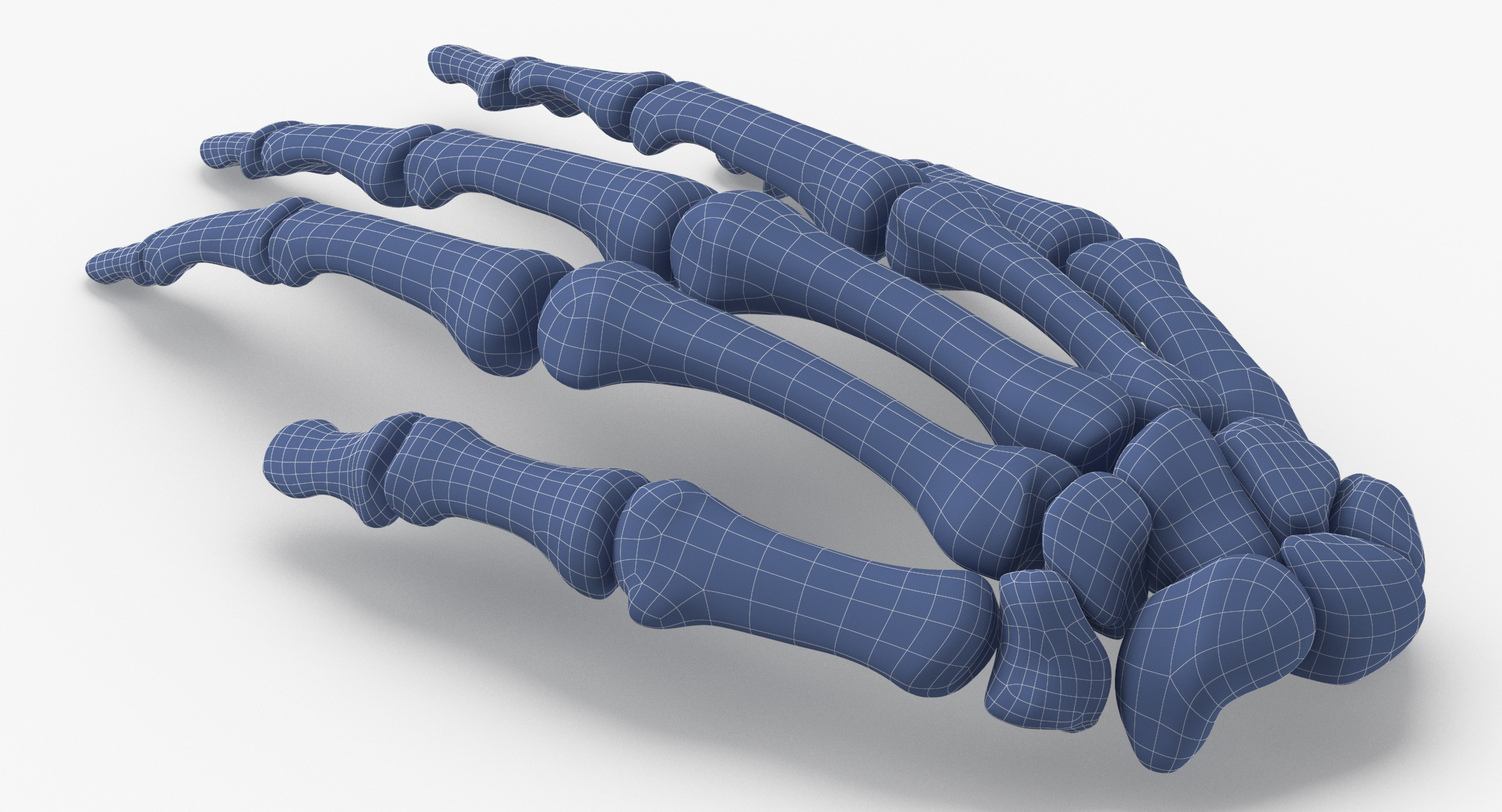 3D human hand bones anatomy - TurboSquid 1581641