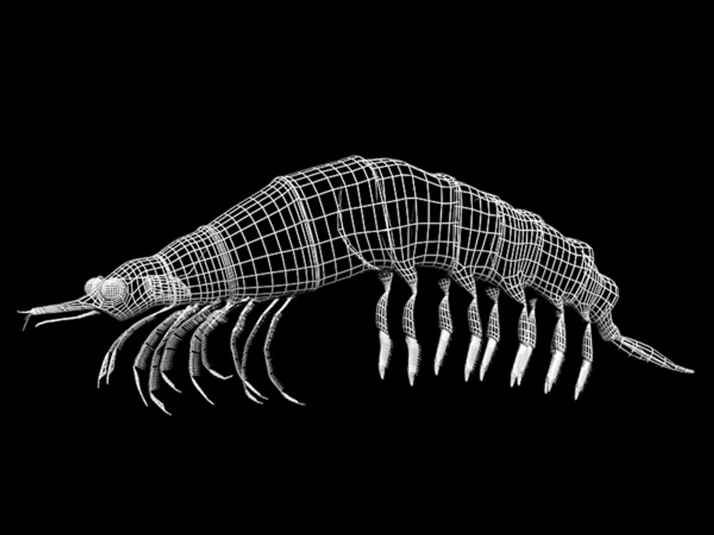 Krill Animations Max