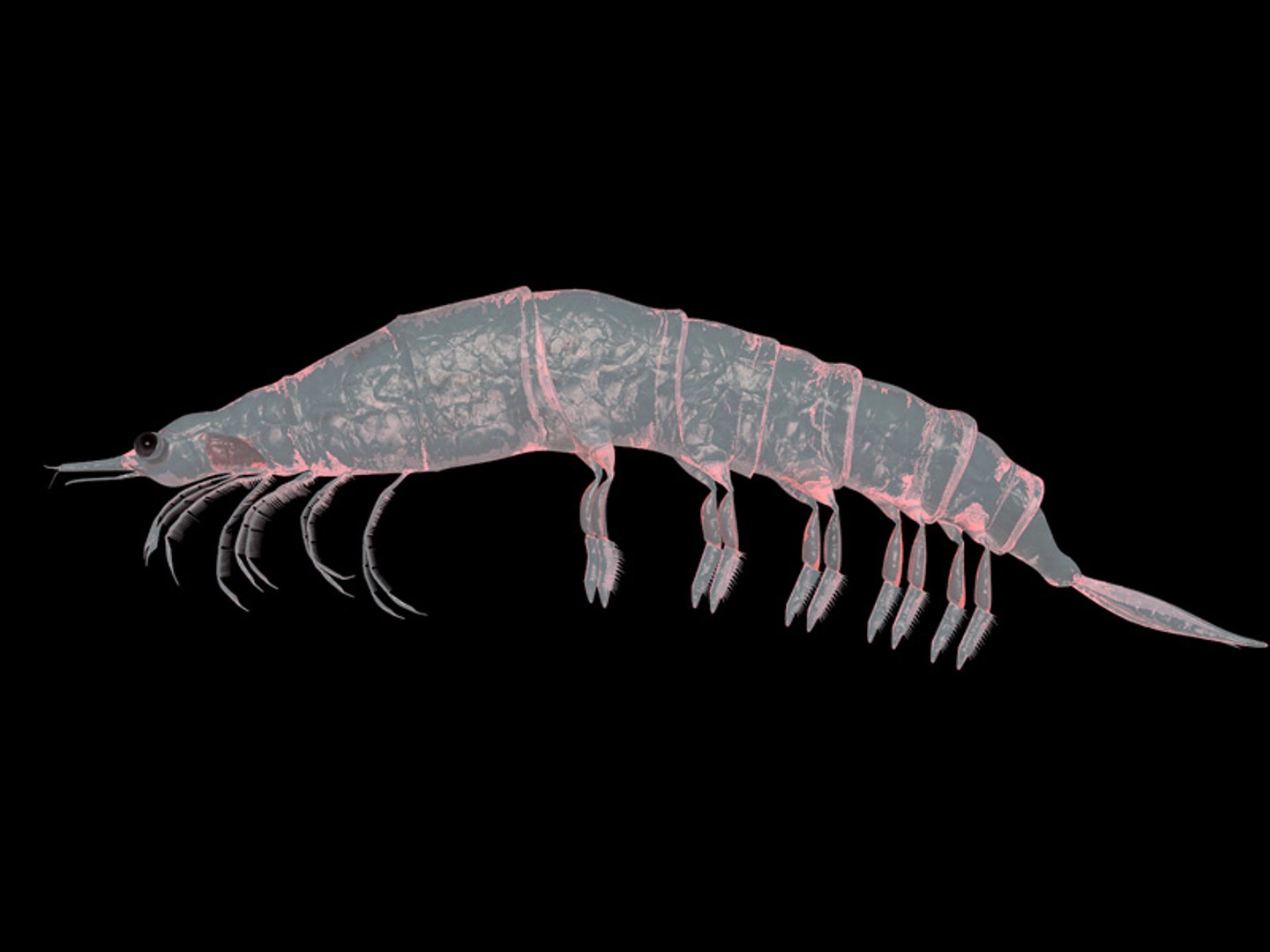 Krill Animations Max