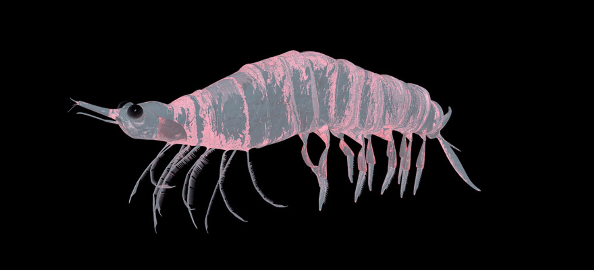 Krill Animations Max