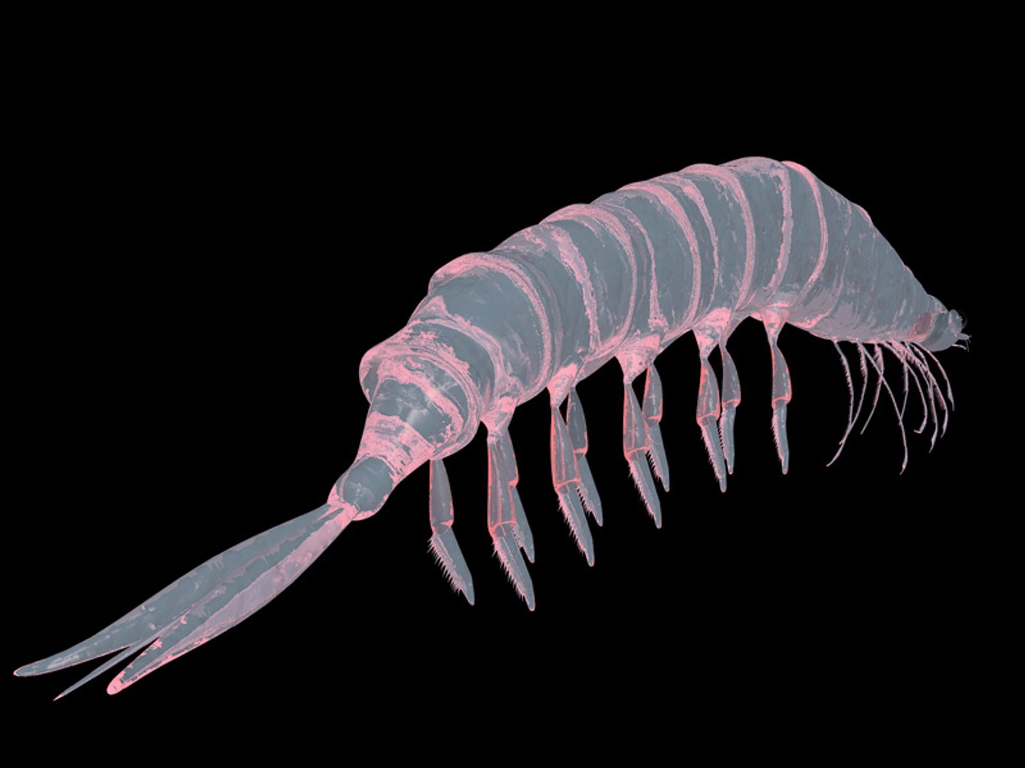 Krill Animations Max