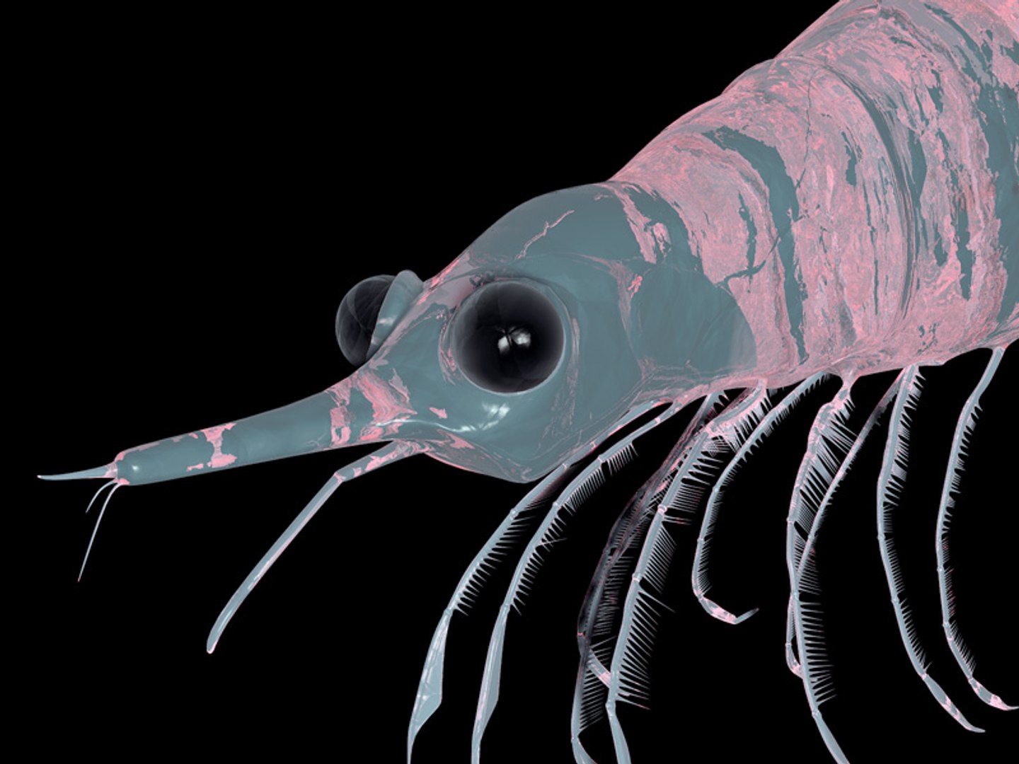 Krill Animations Max