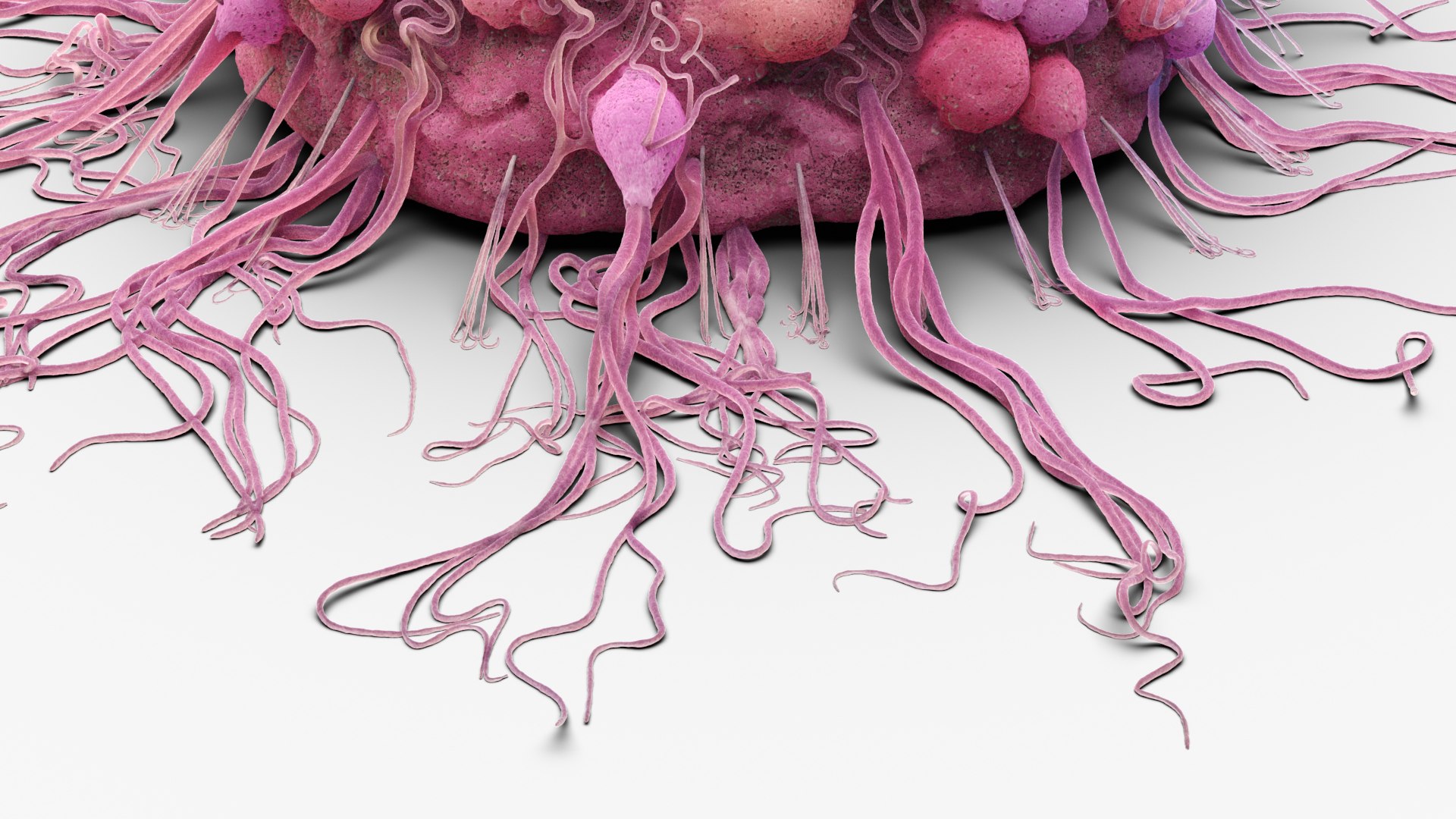 3d Model Cancer Cell Apoptosis Turbosquid 1915951