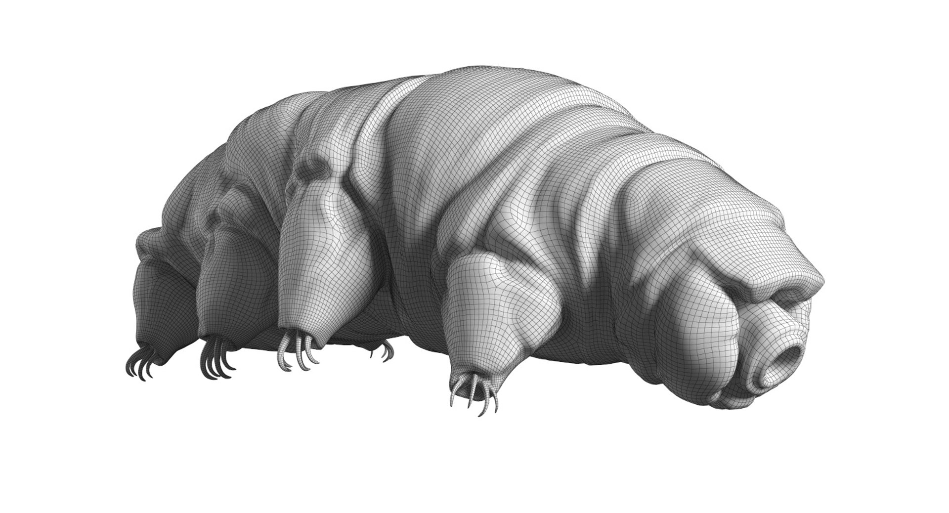 3D Water Bear - TurboSquid 1398056