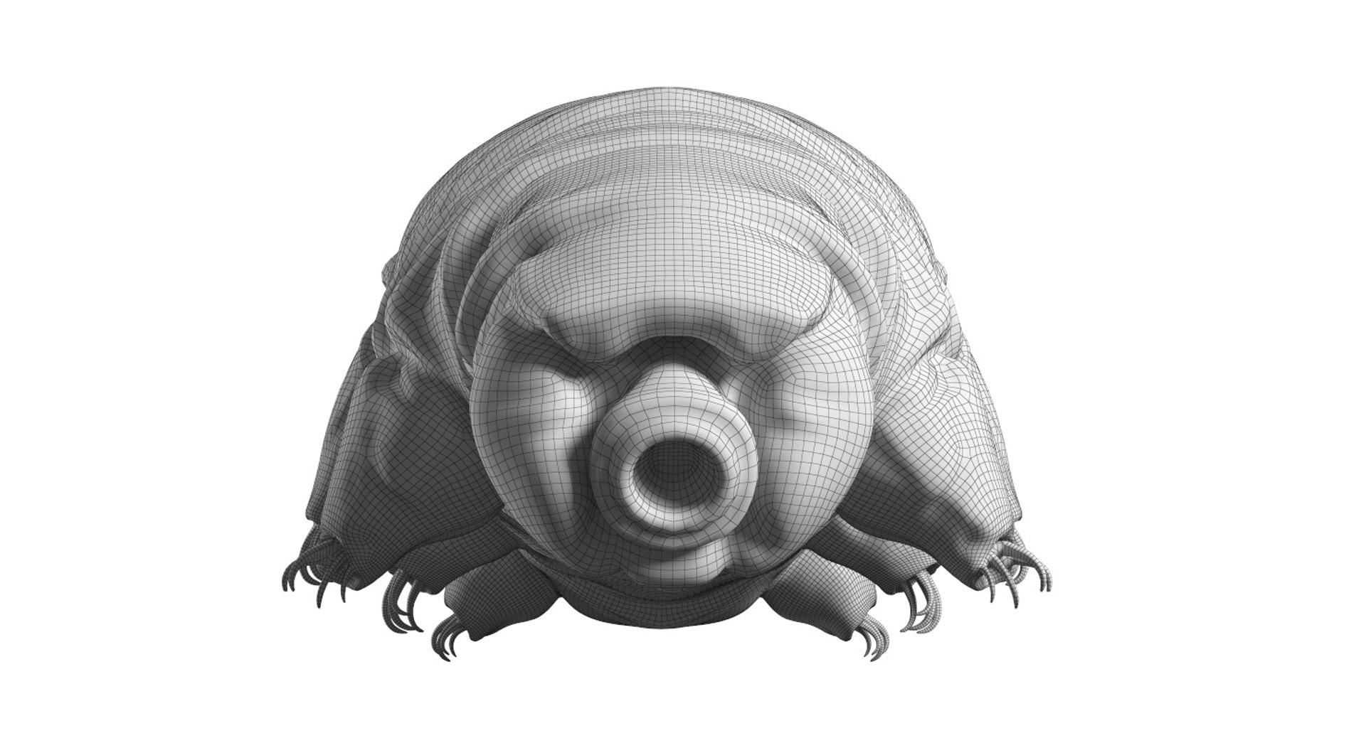 3D Water Bear - TurboSquid 1398056