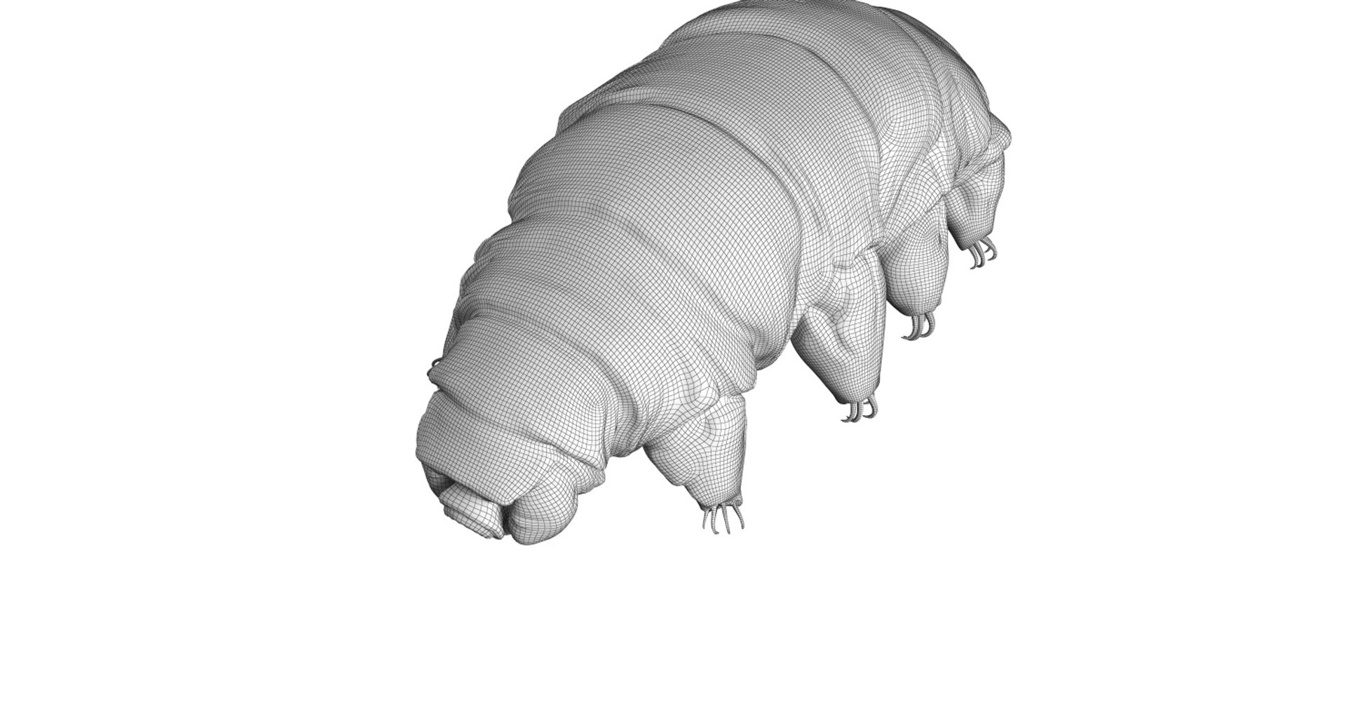 3D Water Bear - TurboSquid 1398056