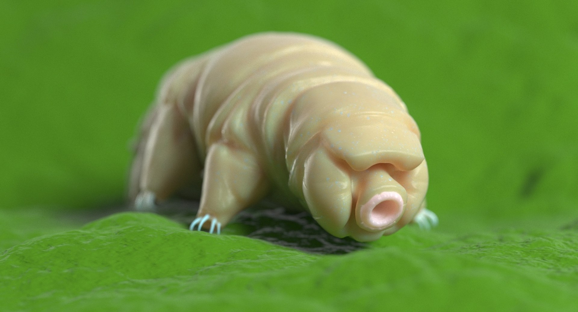 3D Water Bear - TurboSquid 1398056