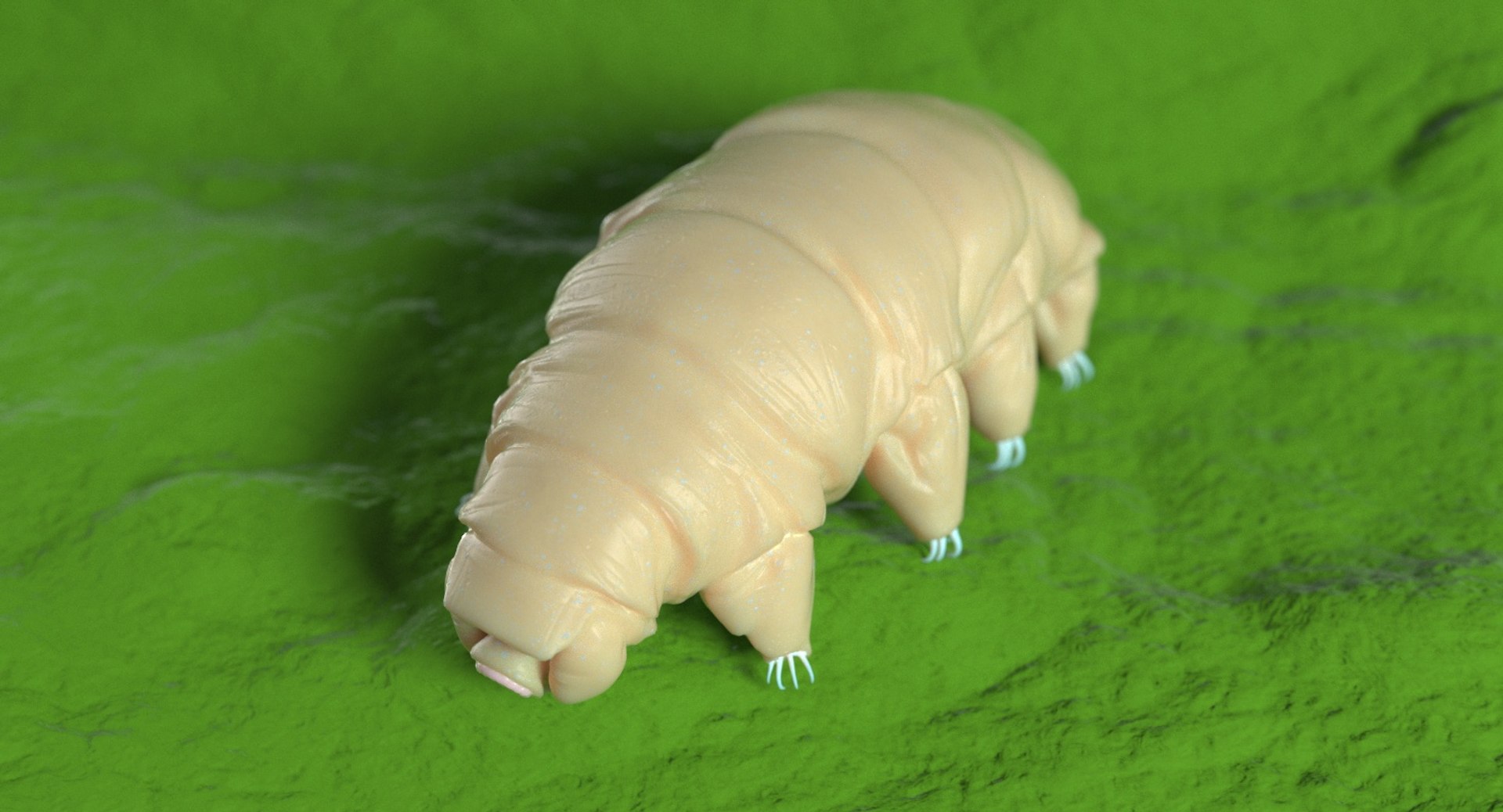 3D Water Bear - TurboSquid 1398056