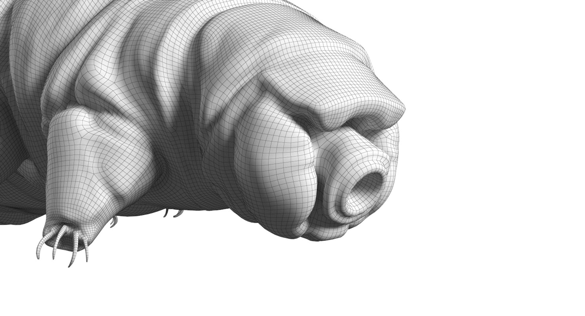 3D Water Bear - TurboSquid 1398056