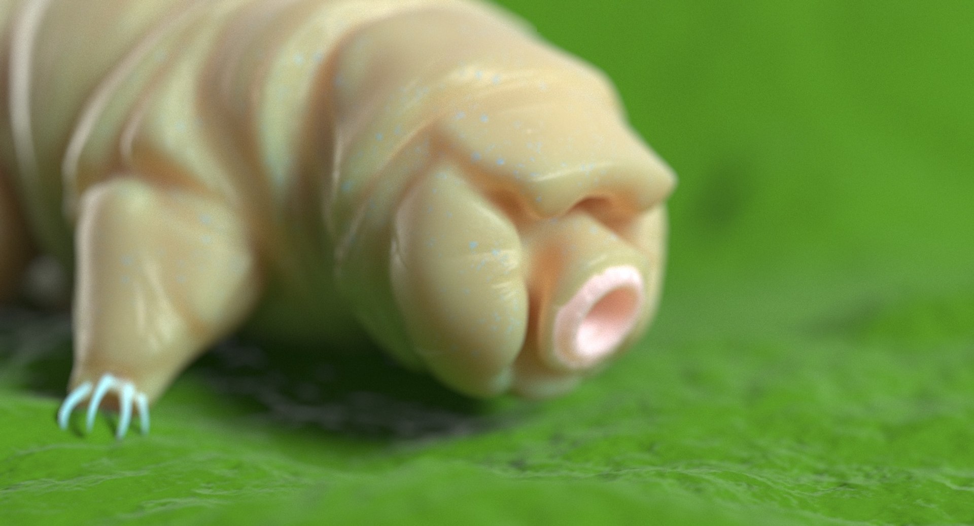 3D Water Bear - TurboSquid 1398056