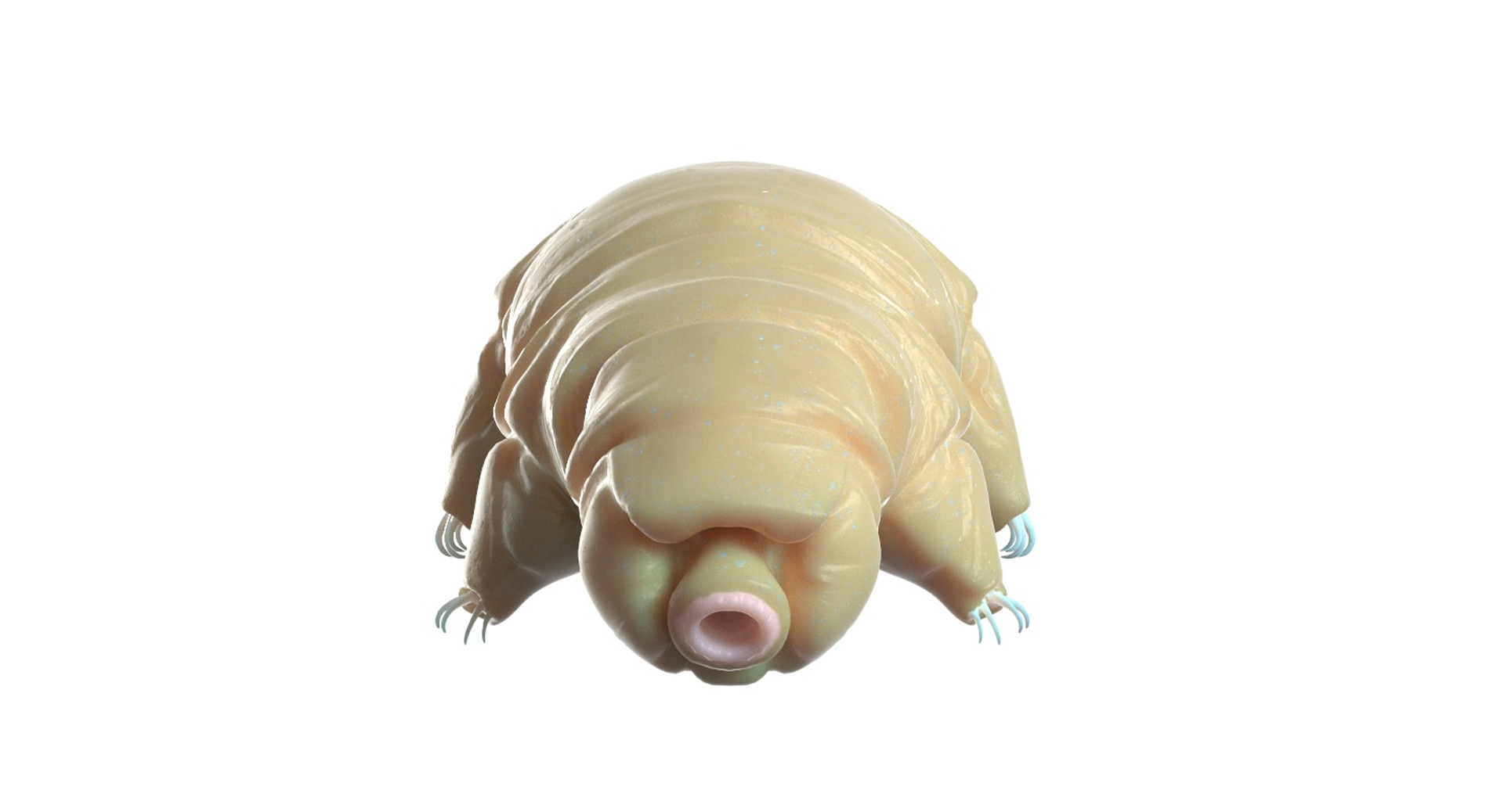 3D Water Bear - TurboSquid 1398056