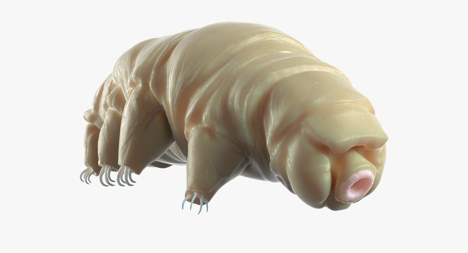 3D Water Bear - TurboSquid 1398056