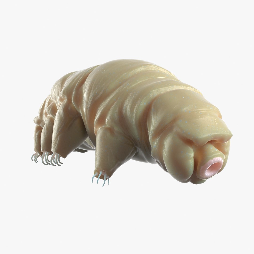3D Water Bear - TurboSquid 1398056