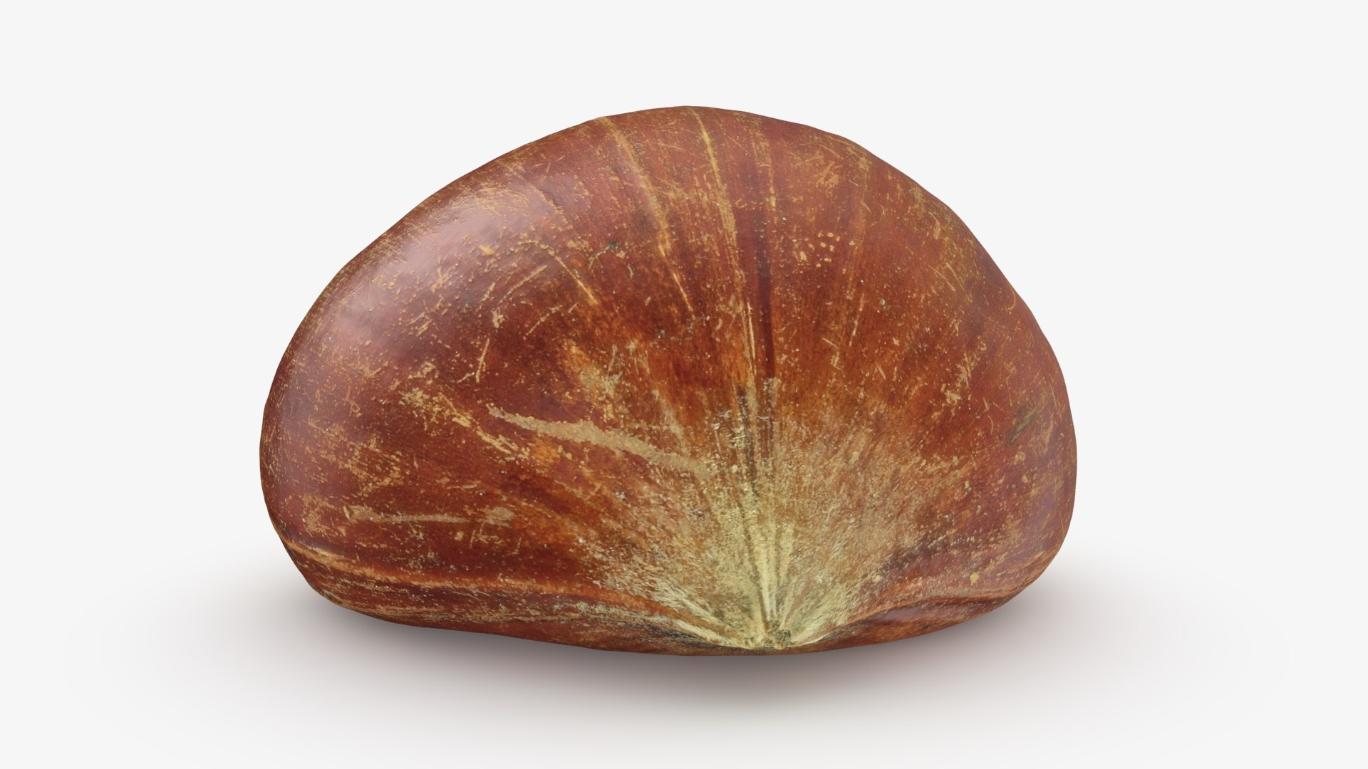 Chestnut 02 Model - TurboSquid 2348288