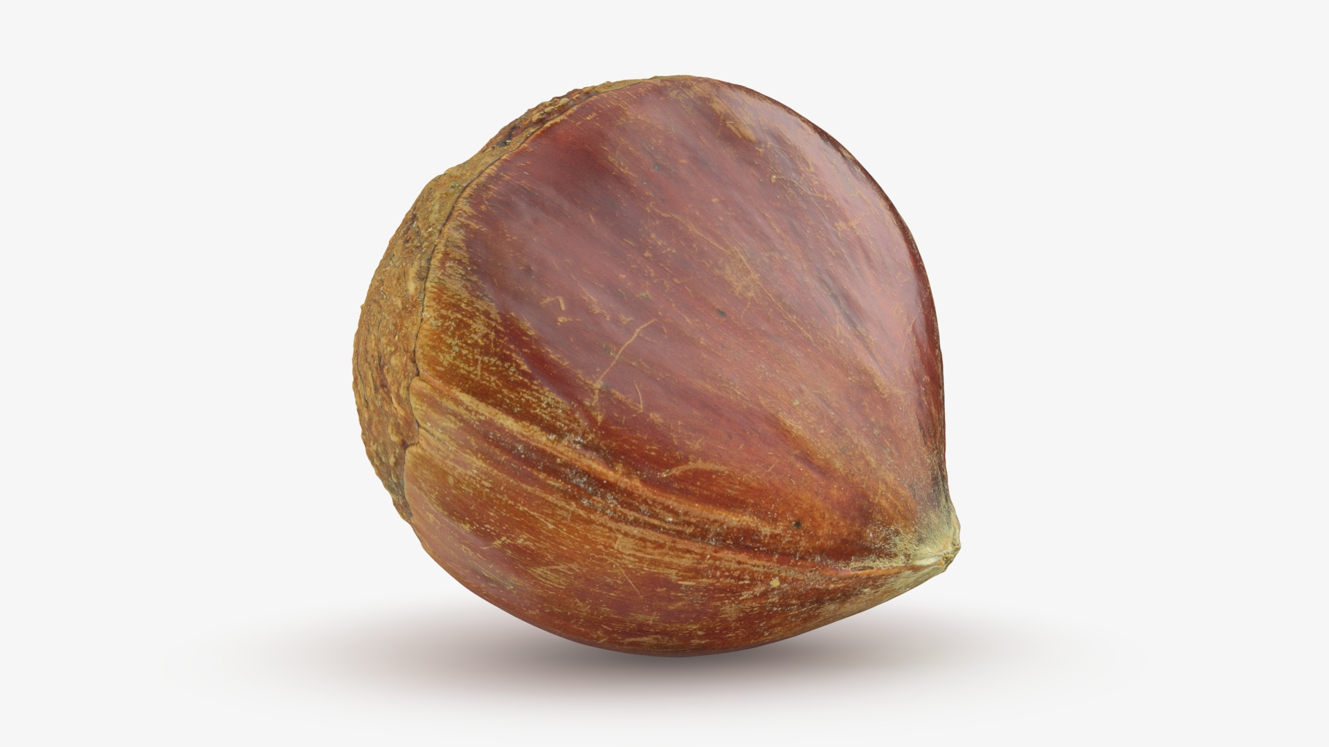 Chestnut 02 Model - TurboSquid 2348288