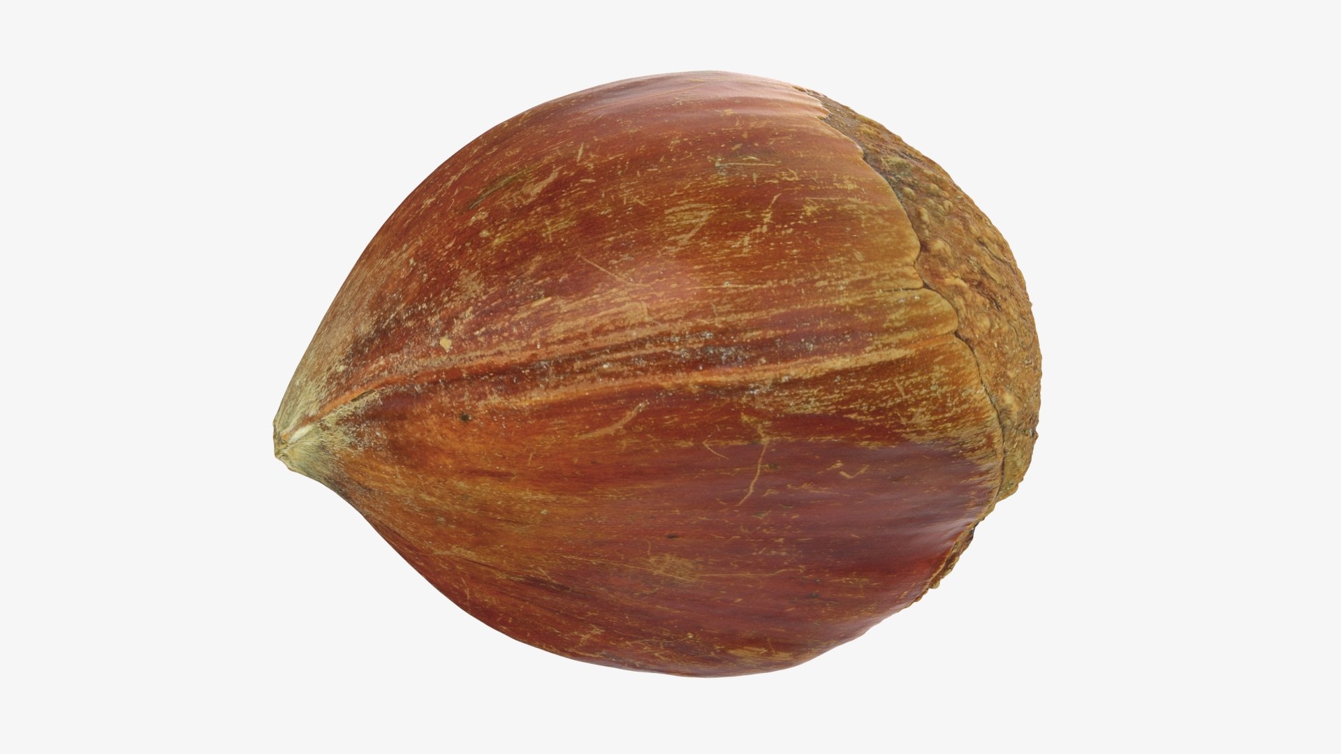 Chestnut 02 Model - TurboSquid 2348288