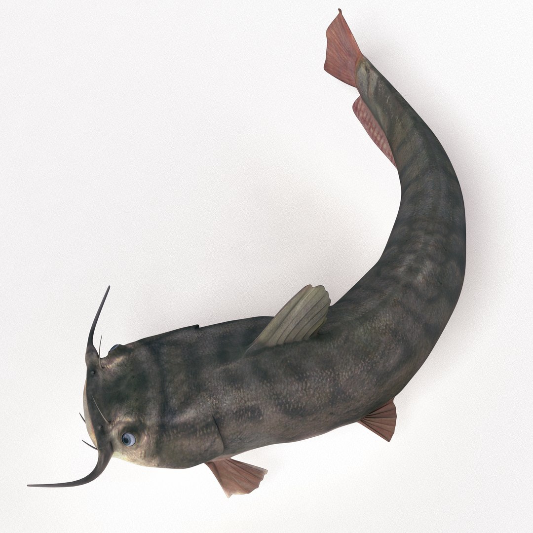 3d Catfish Fish Model