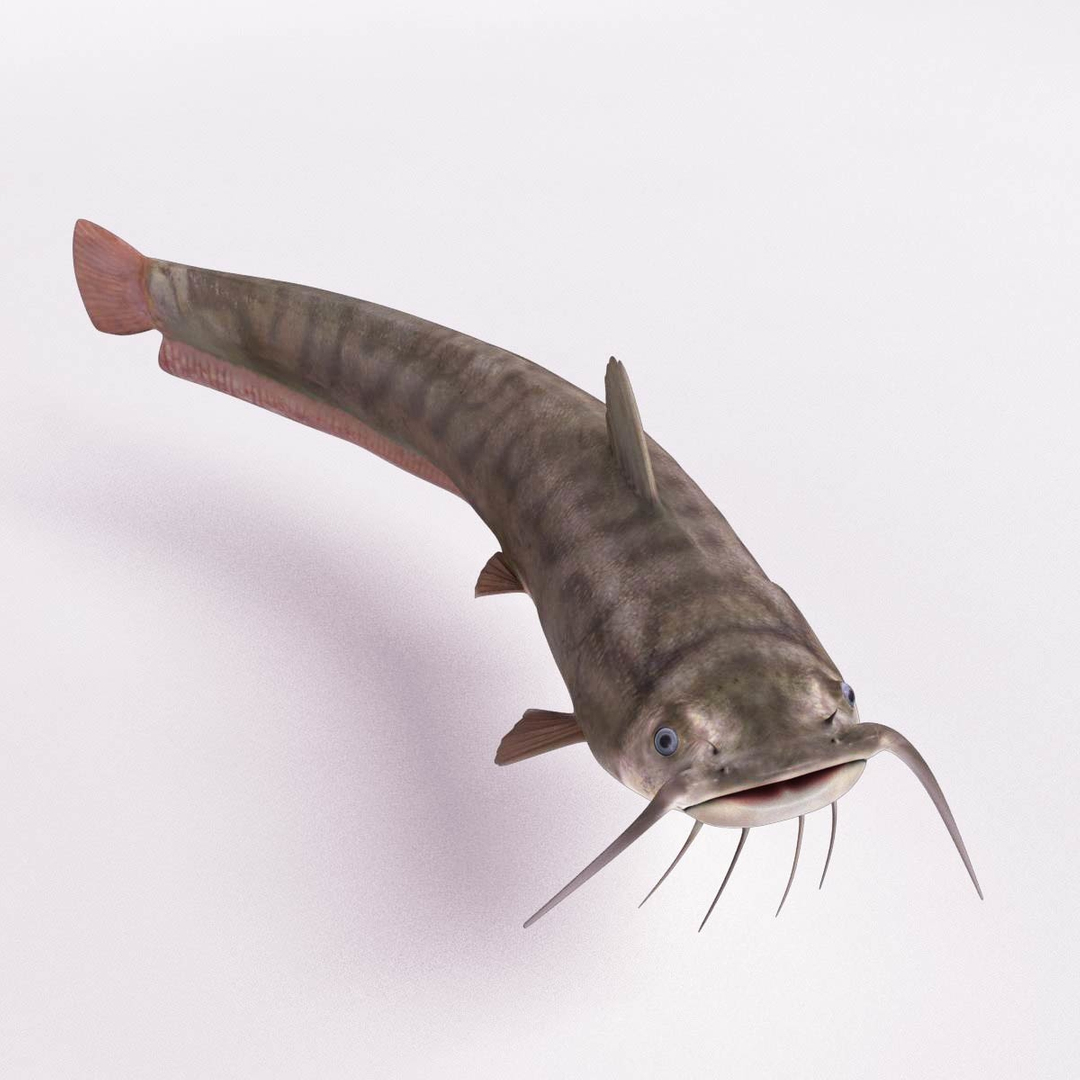 3d Catfish Fish Model