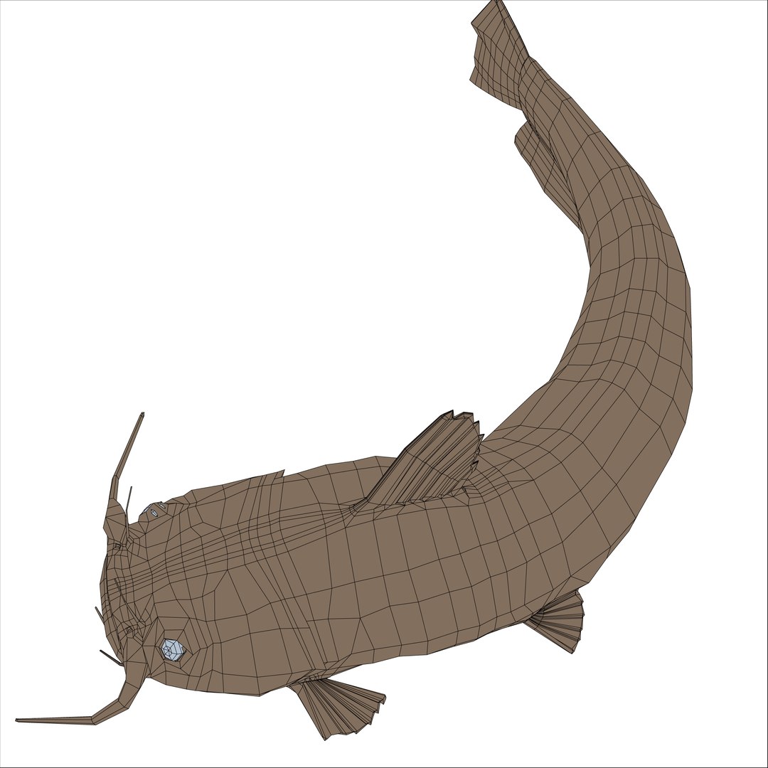 3d Catfish Fish Model