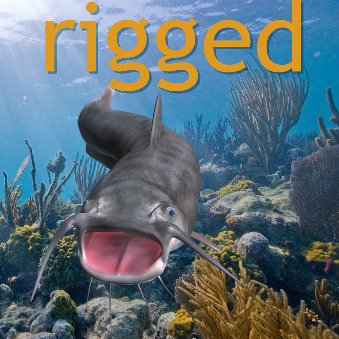 3d Catfish Fish Model