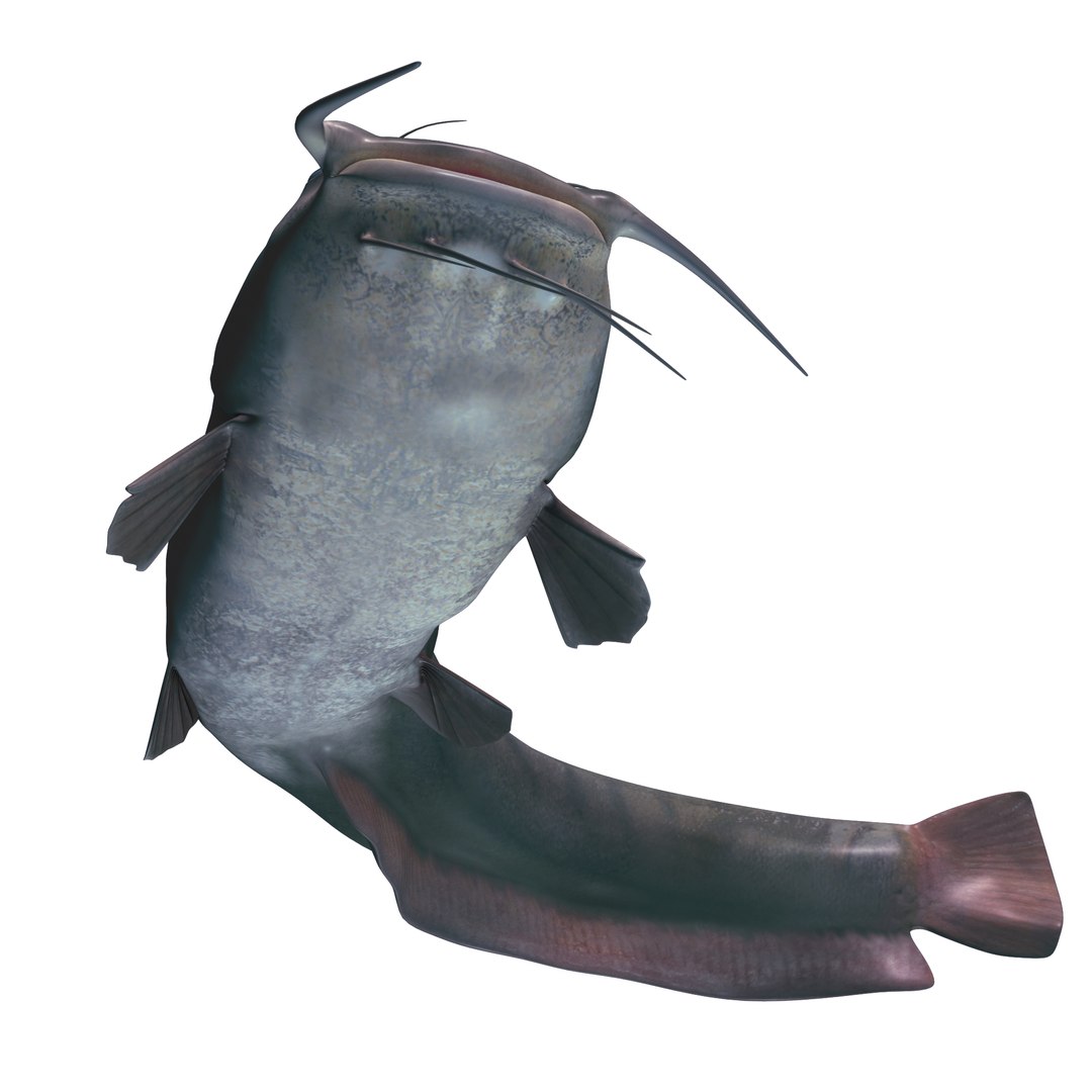 3d Catfish Fish Model