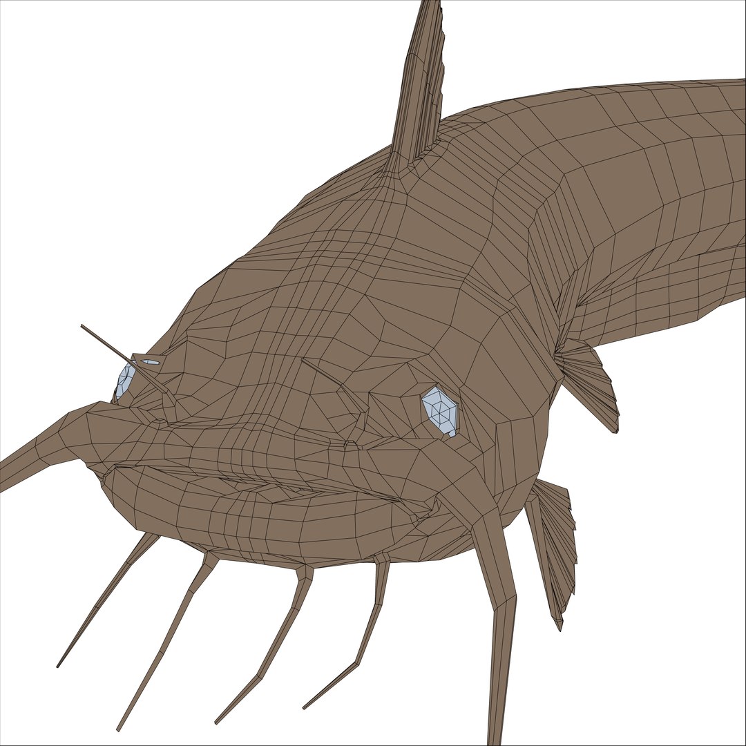 3d Catfish Fish Model