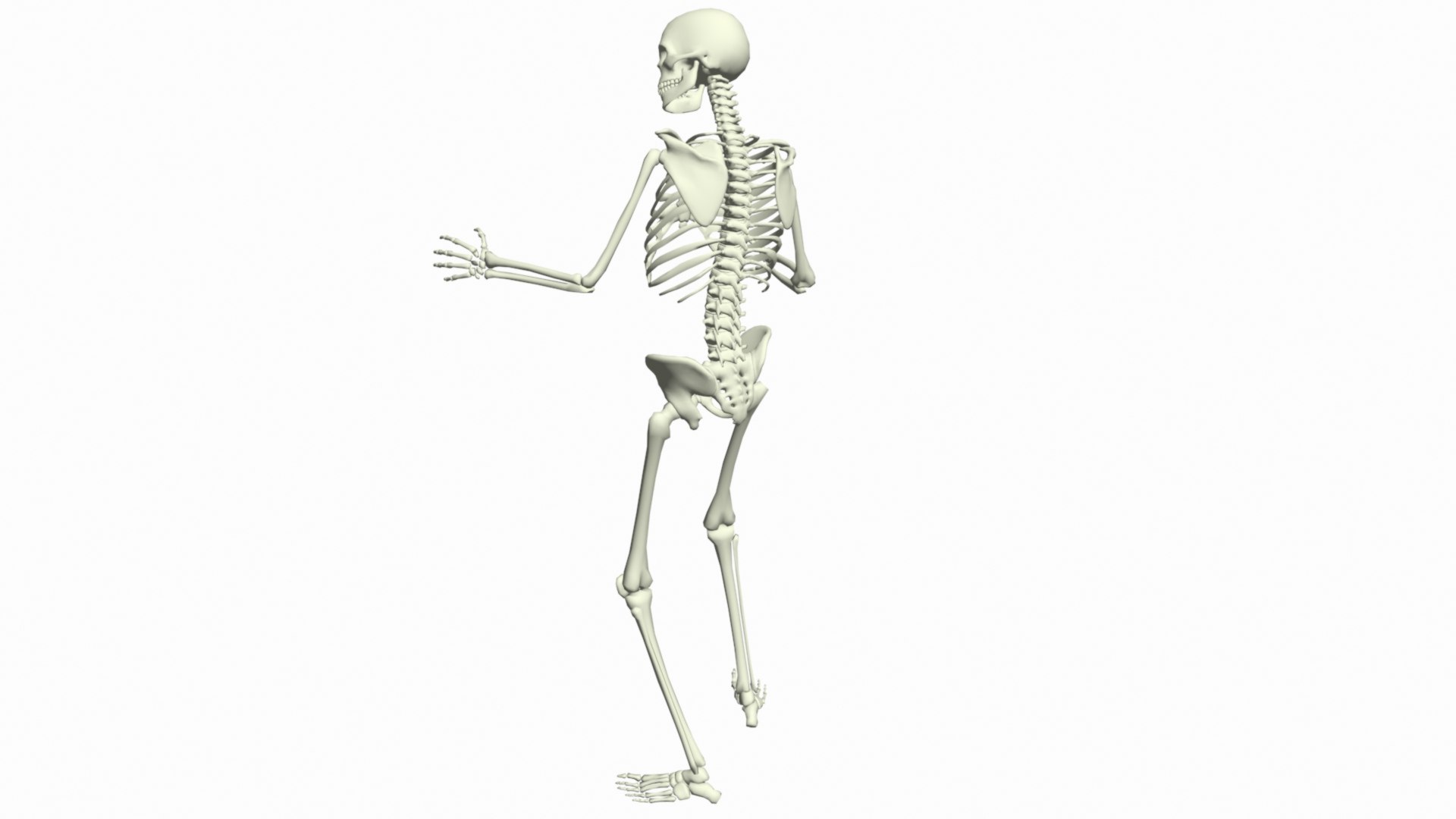 Skeleton Can Can 3D model - TurboSquid 1890973