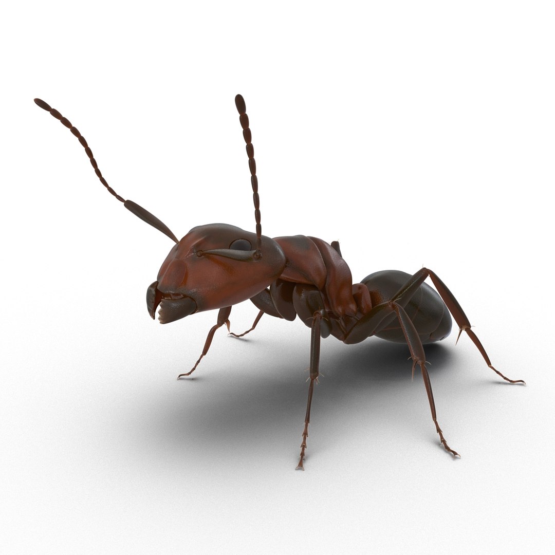 Red Ant Pose 2 C4d