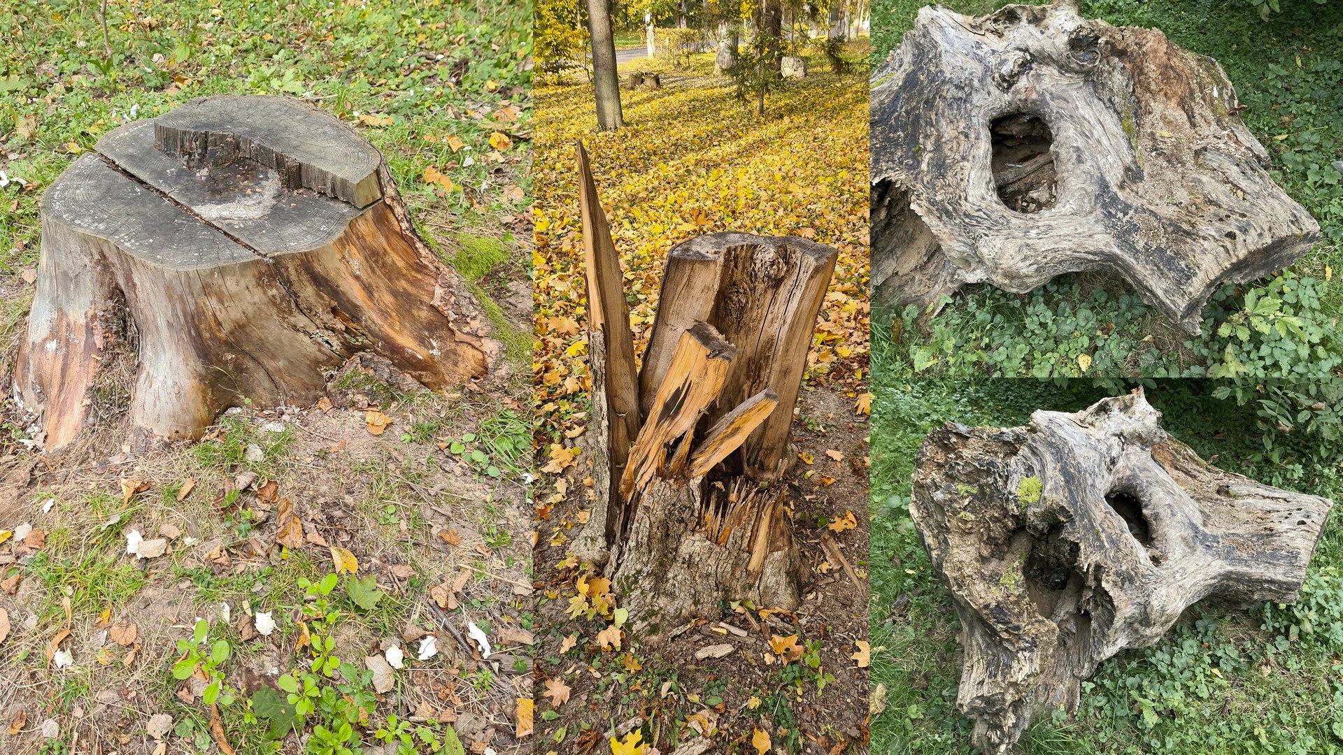 Stumps Photogrammetry Low poly 3D model - TurboSquid 1867174