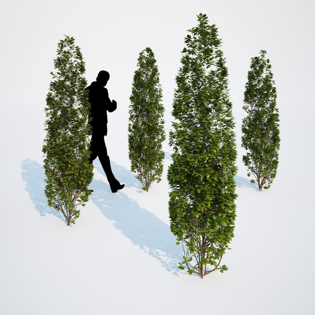 3d Generic Formed Hedge Model