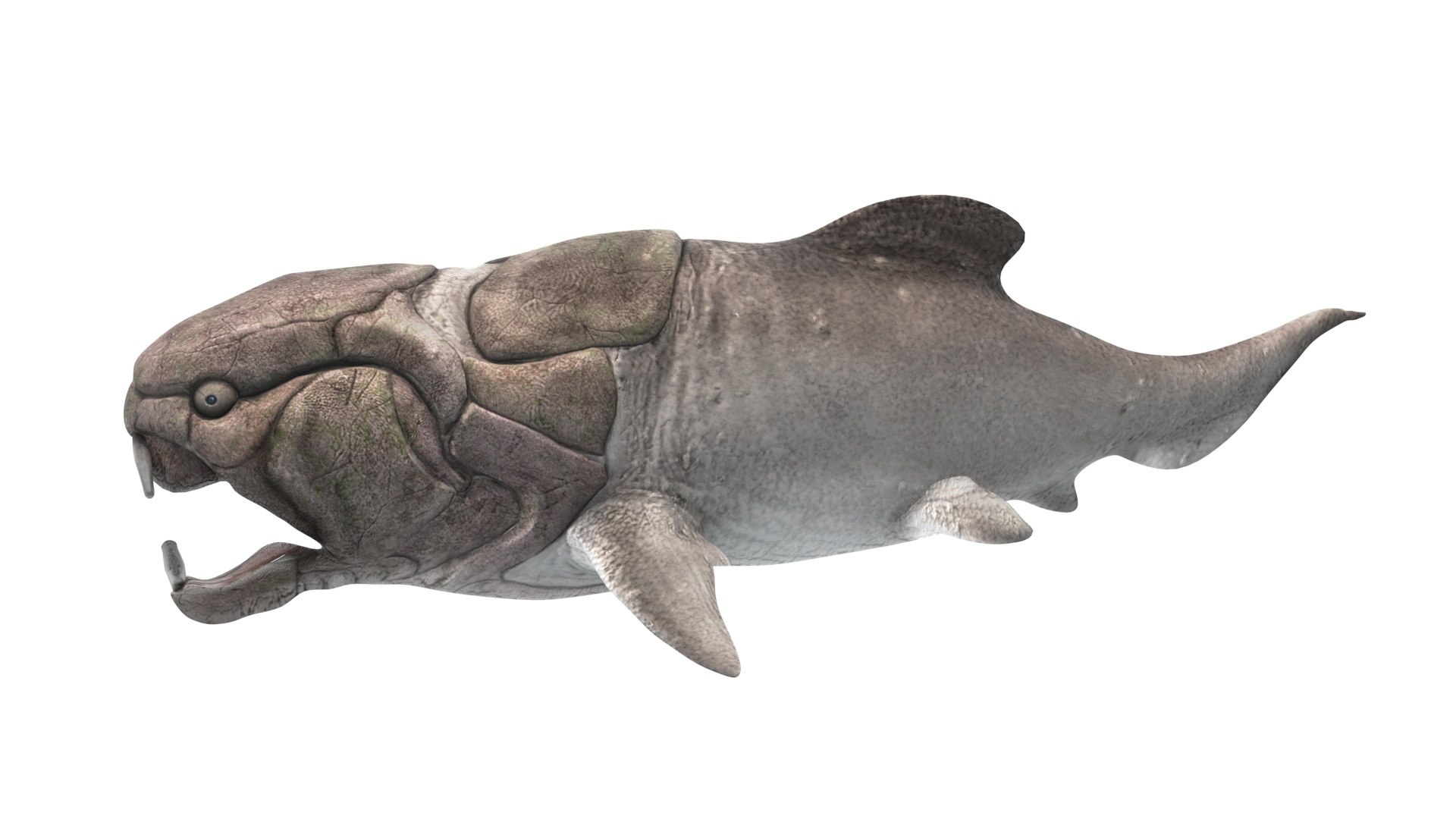 3D Dunkleosteus Model - TurboSquid 1927376