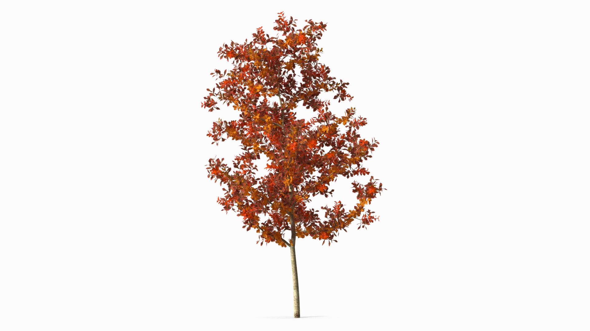 3D Young White Oak Autumn - TurboSquid 2147300