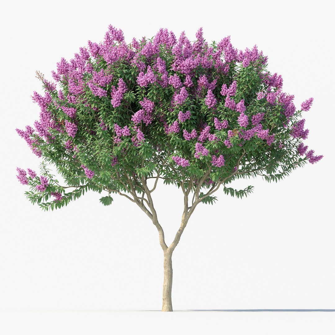 Crape Myrtle No 1 With Flowers 3D Model - TurboSquid 1762300