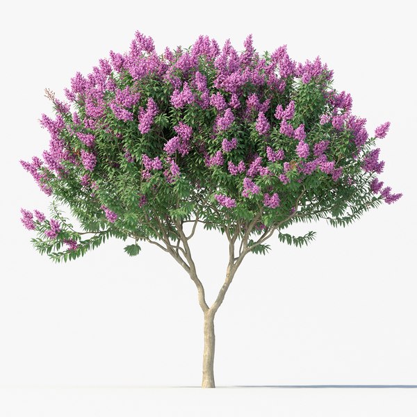 Crape myrtle No 1 with flowers 3D model - TurboSquid 1762300