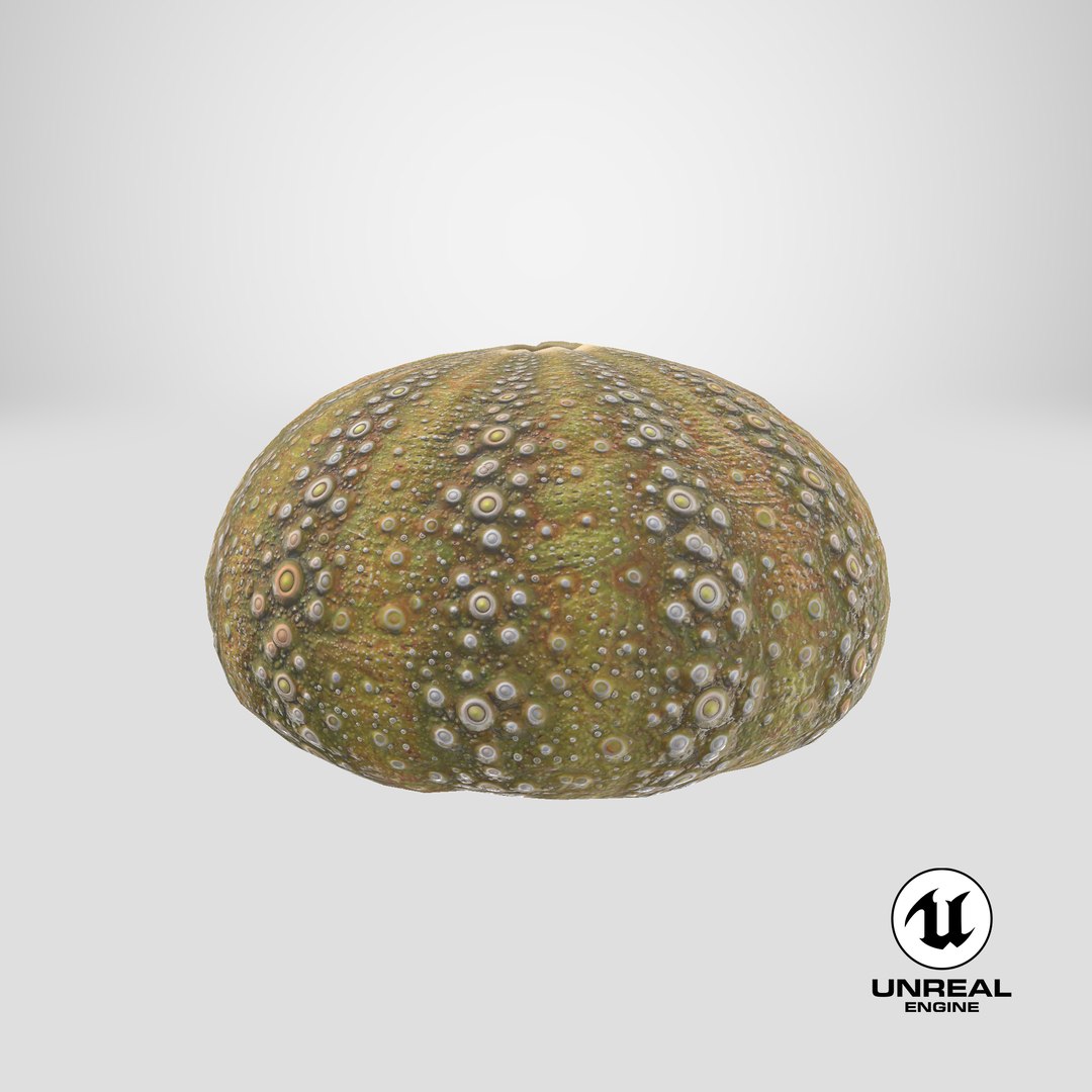 3D Sea Urchin Shell 01 Model - TurboSquid 1906001